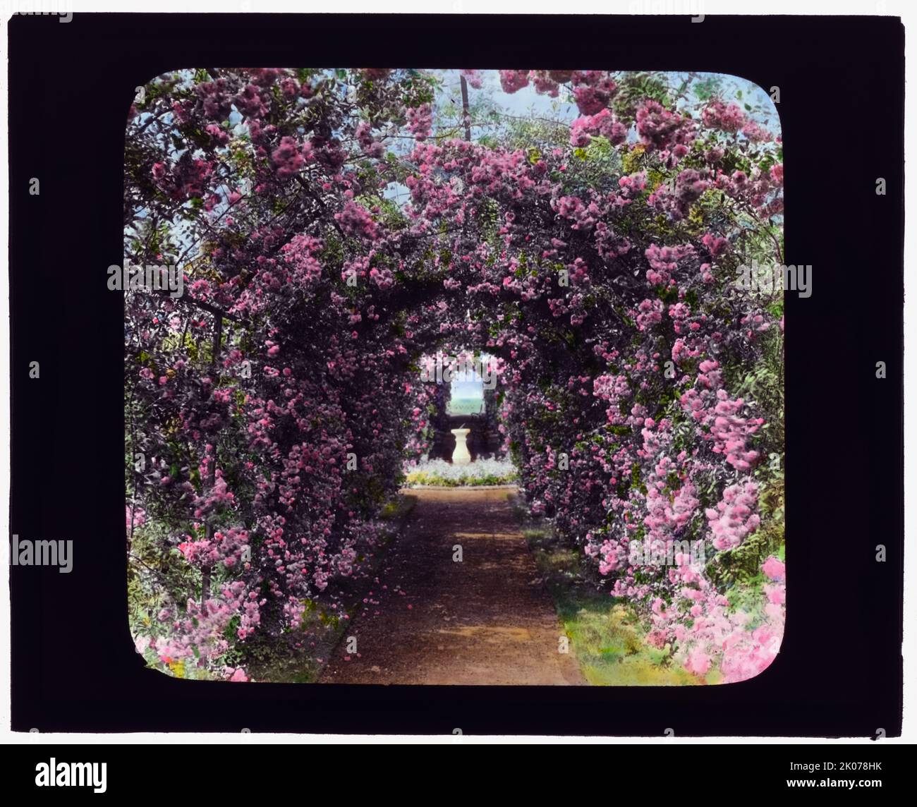 Francis benjamin johnston rose hi-res stock photography and images - Alamy