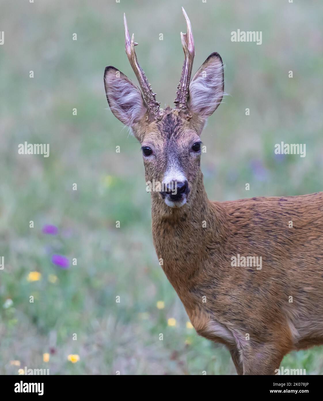 European roe deer (Capreolus capreolus) Roebuck, portrait, Germany ...