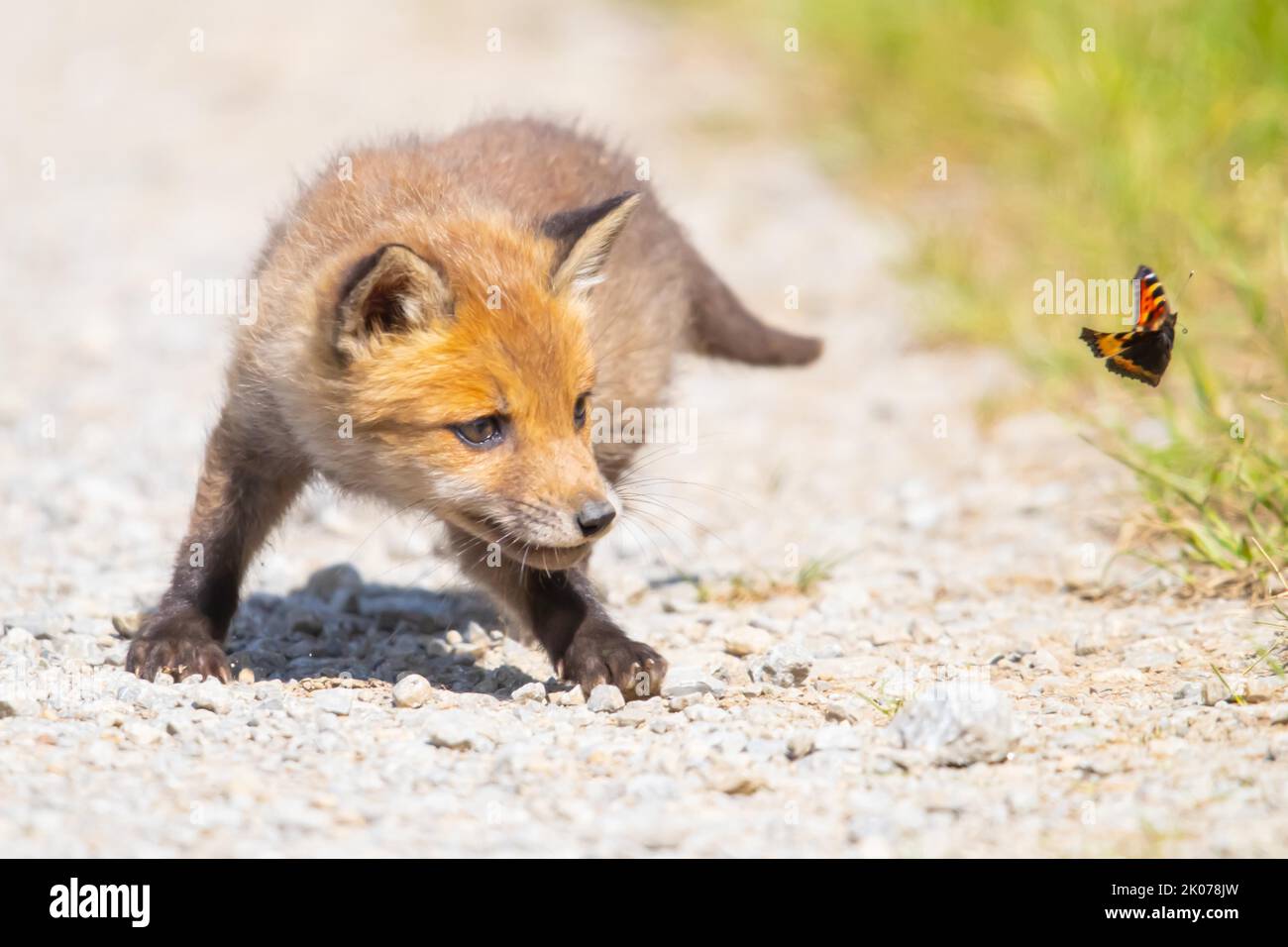 Red fox (Vulpes vulpes), young fox looking in wonder at a butterfly ...
