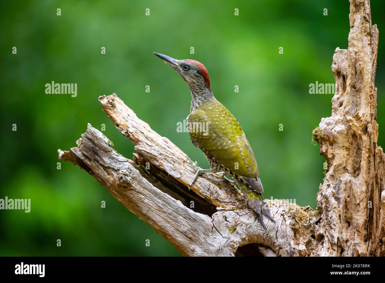 European green woodpecker (Picus viridis) male, young bird, just ...