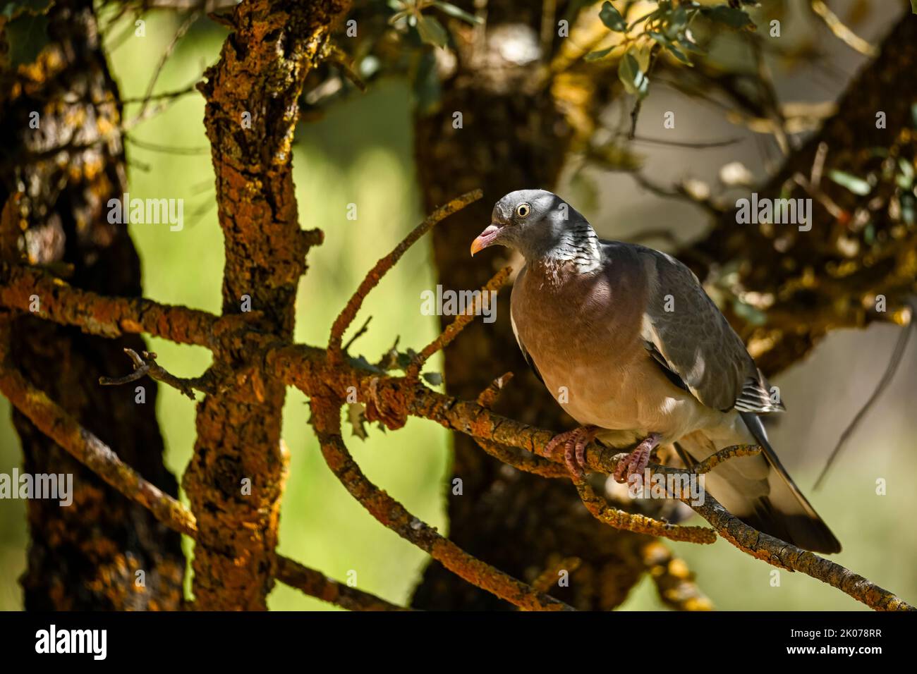 Columba palumbus - The wood pigeon is a species of columbiform bird in ...