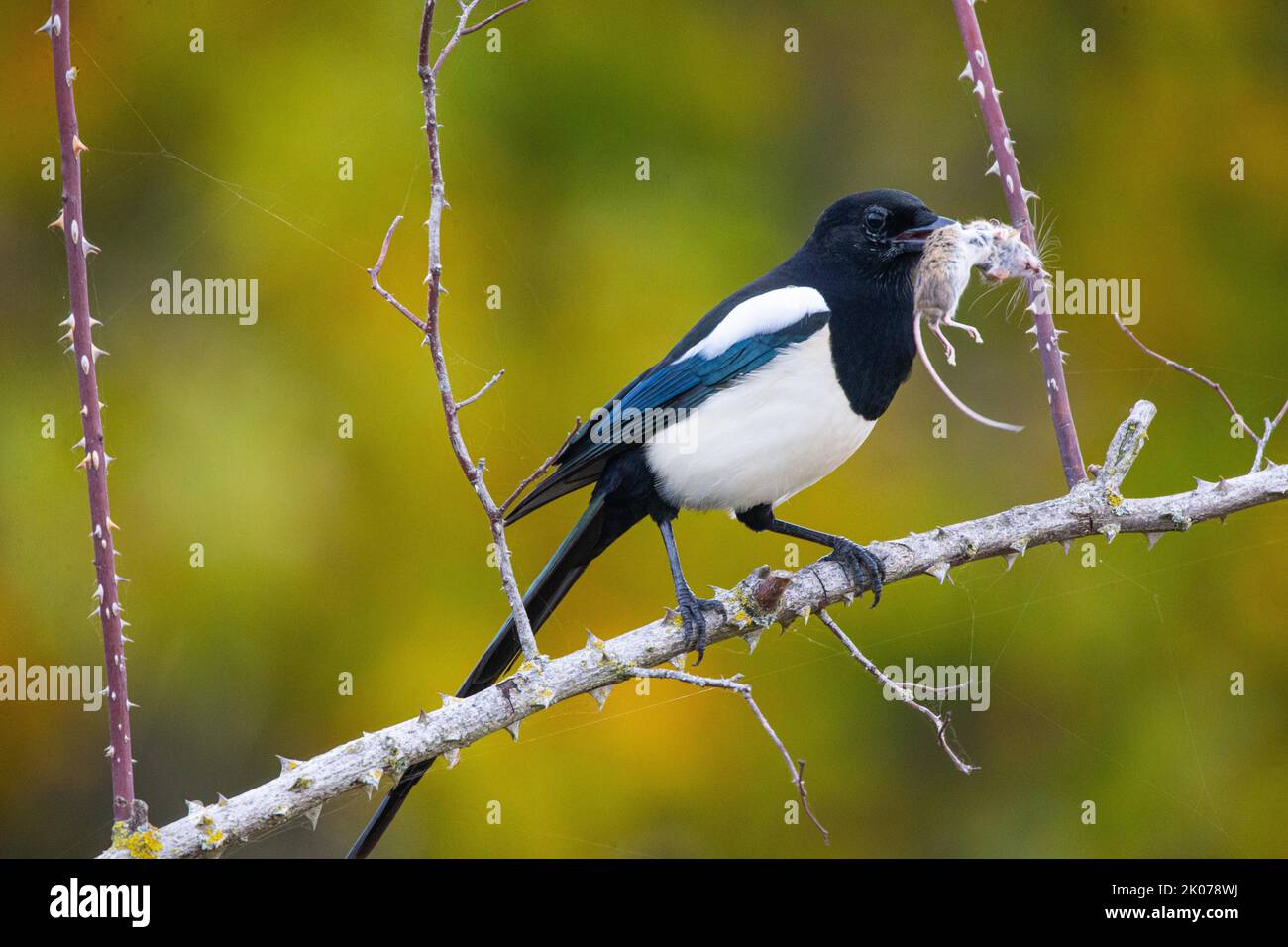 European magpie (Pica pica) with captured mouse, Germany Stock Photo ...