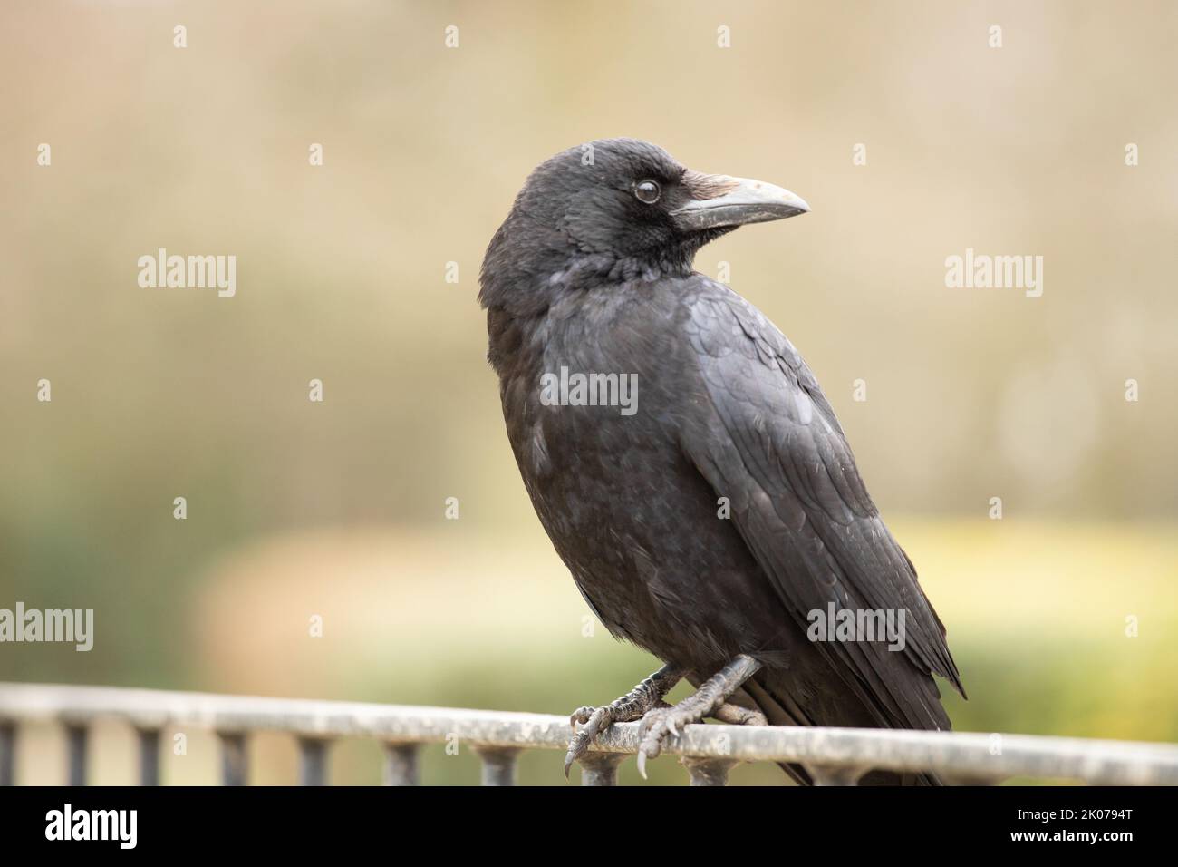 Birds related to dinosaurs hi-res stock photography and images - Alamy