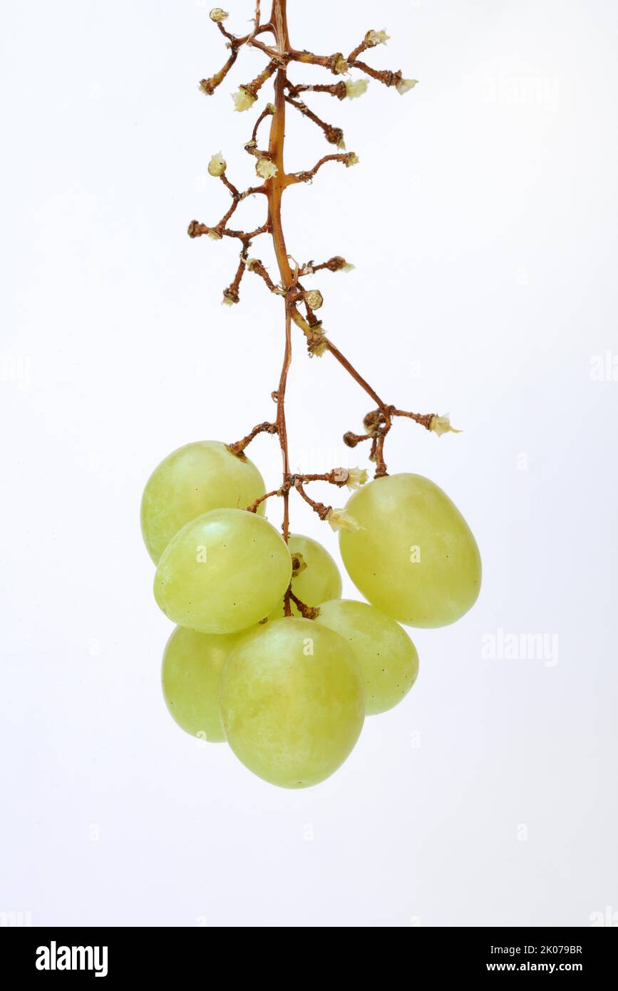 White grape vine (Vitis vinifera) on panicle, fruit cluster Stock Photo ... White grape vine (Vitis vinifera) on panicle, fruit cluster Stock Photo ...
