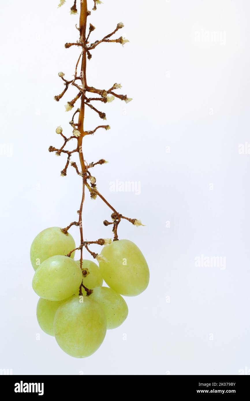White grape vine (Vitis vinifera) on panicle, fruit cluster Stock Photo ...