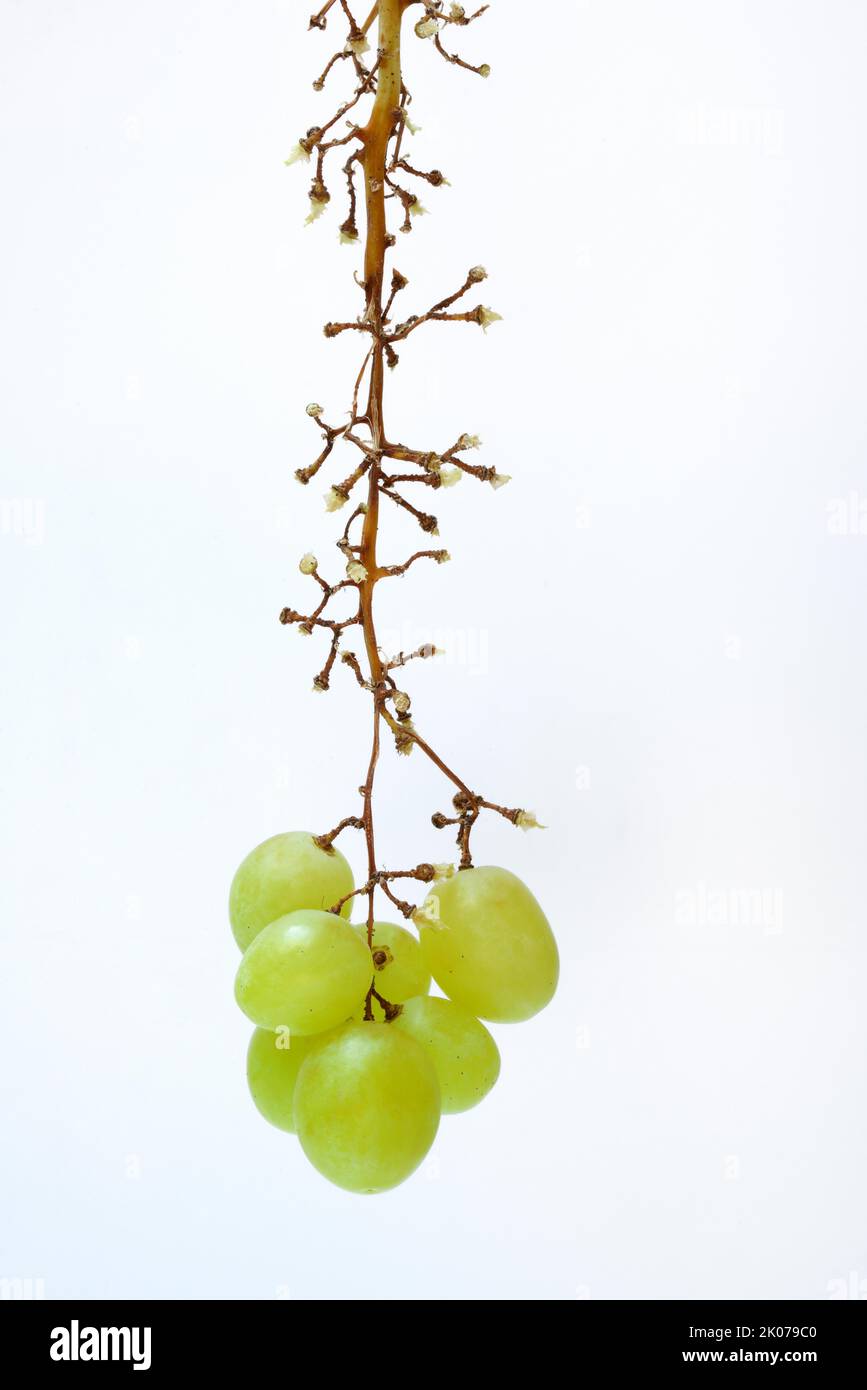 White grape vine (Vitis vinifera) on panicle, fruit cluster Stock Photo ...