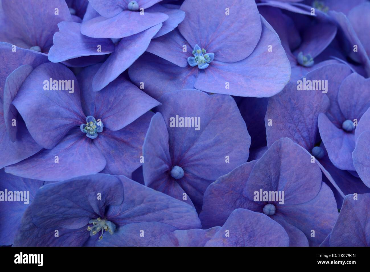 Blue bigleaf hydrangea (Hydrangea macrophylla), flower detail Stock ...