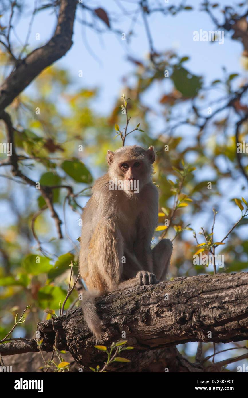 Macaque monkey on branch hi-res stock photography and images - Alamy