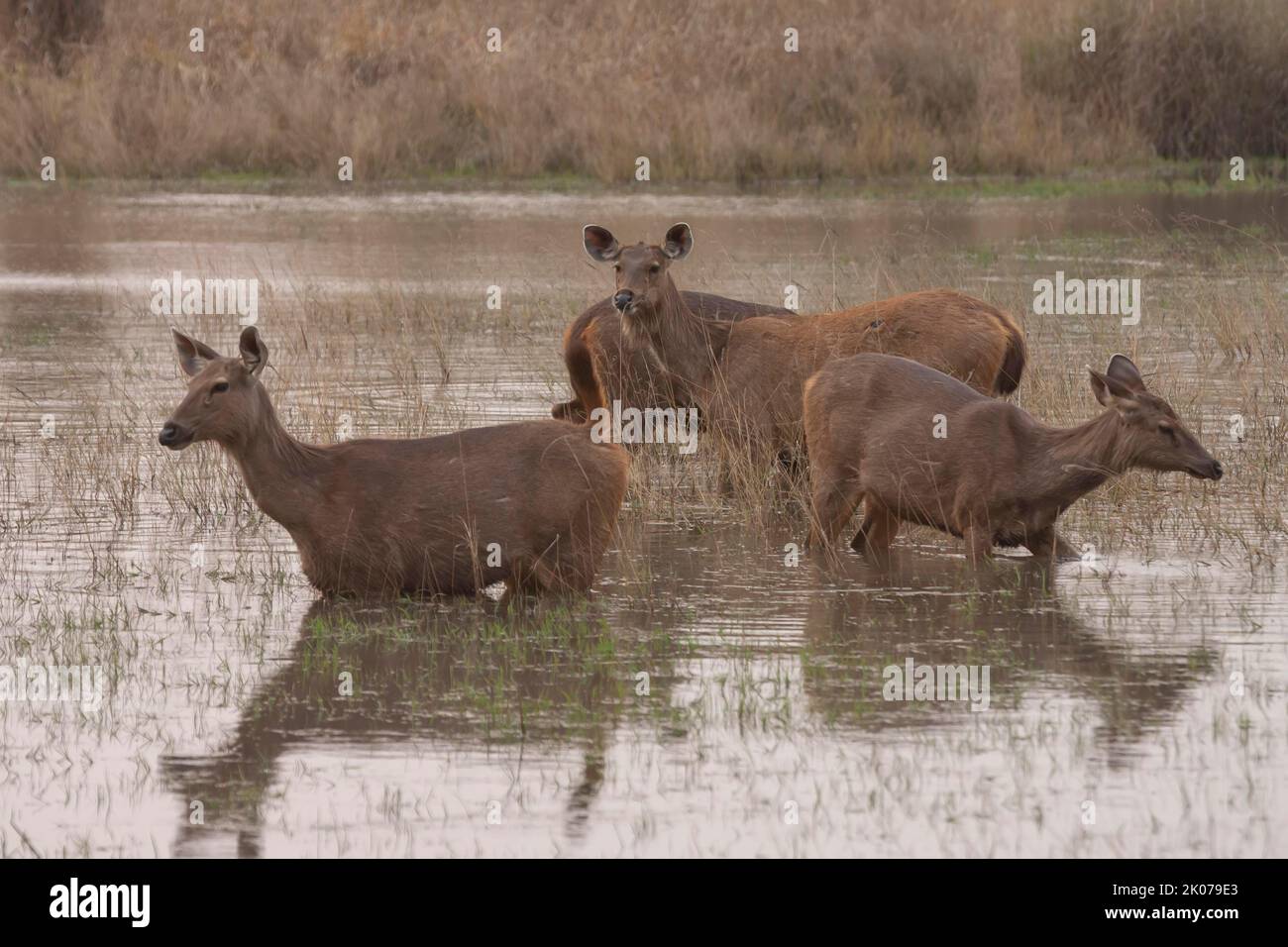 Sambar deer (Rusa unicolor) four adult females standing in water ...