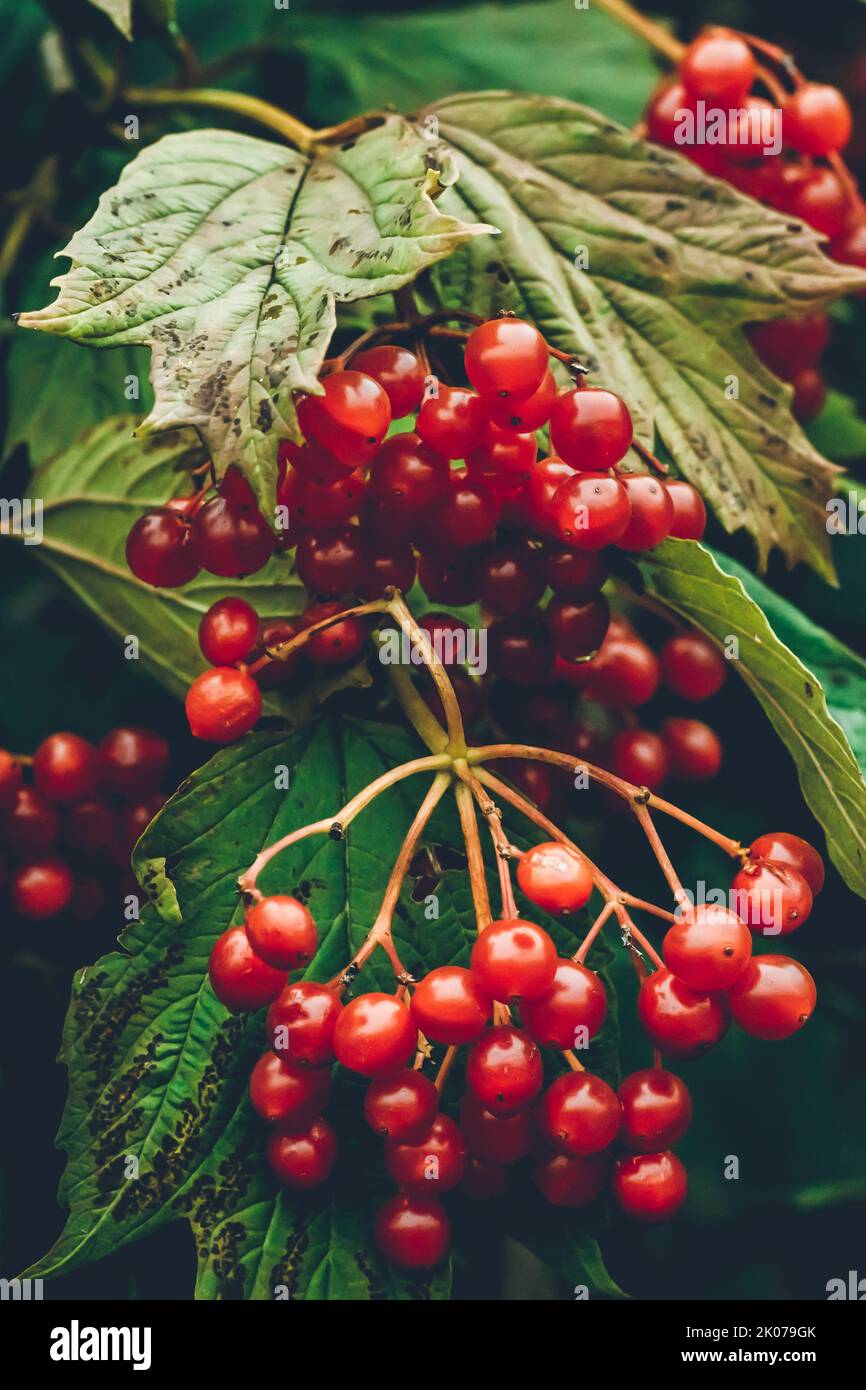 Autumn background with red berries of viburnum on a tree. September ...