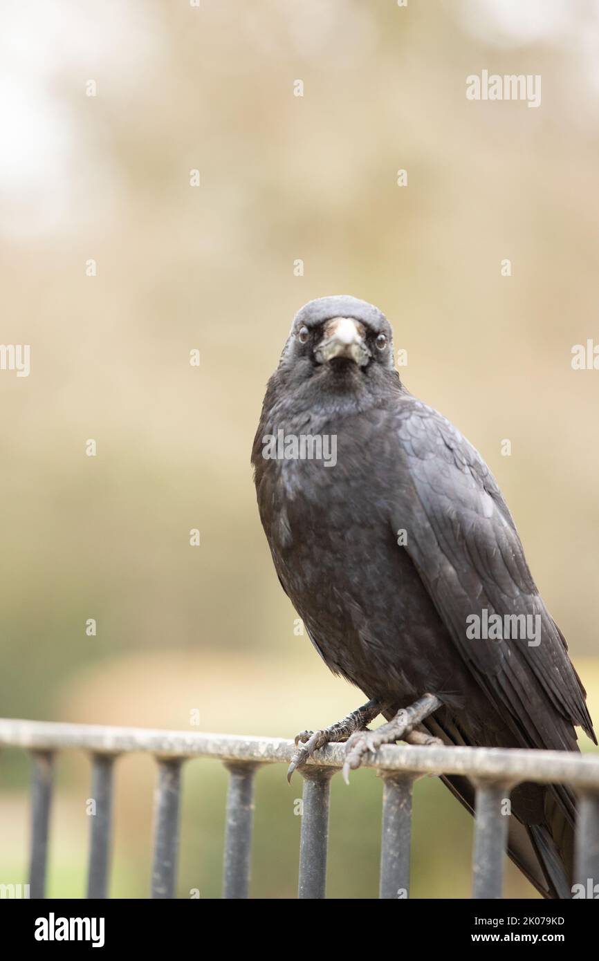 Clear photo of a crow hi-res stock photography and images - Alamy