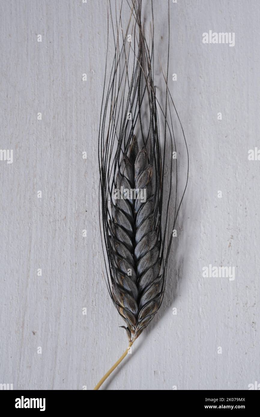 Black emmer, close-up of the spike Stock Photo - Alamy