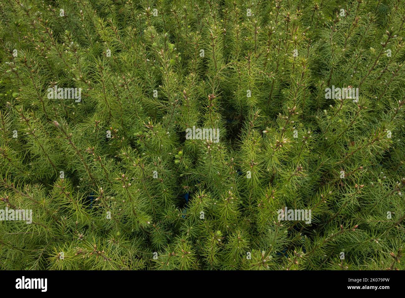 Pine seedlings for reforestation in the Hassberge mountains in Lower ...