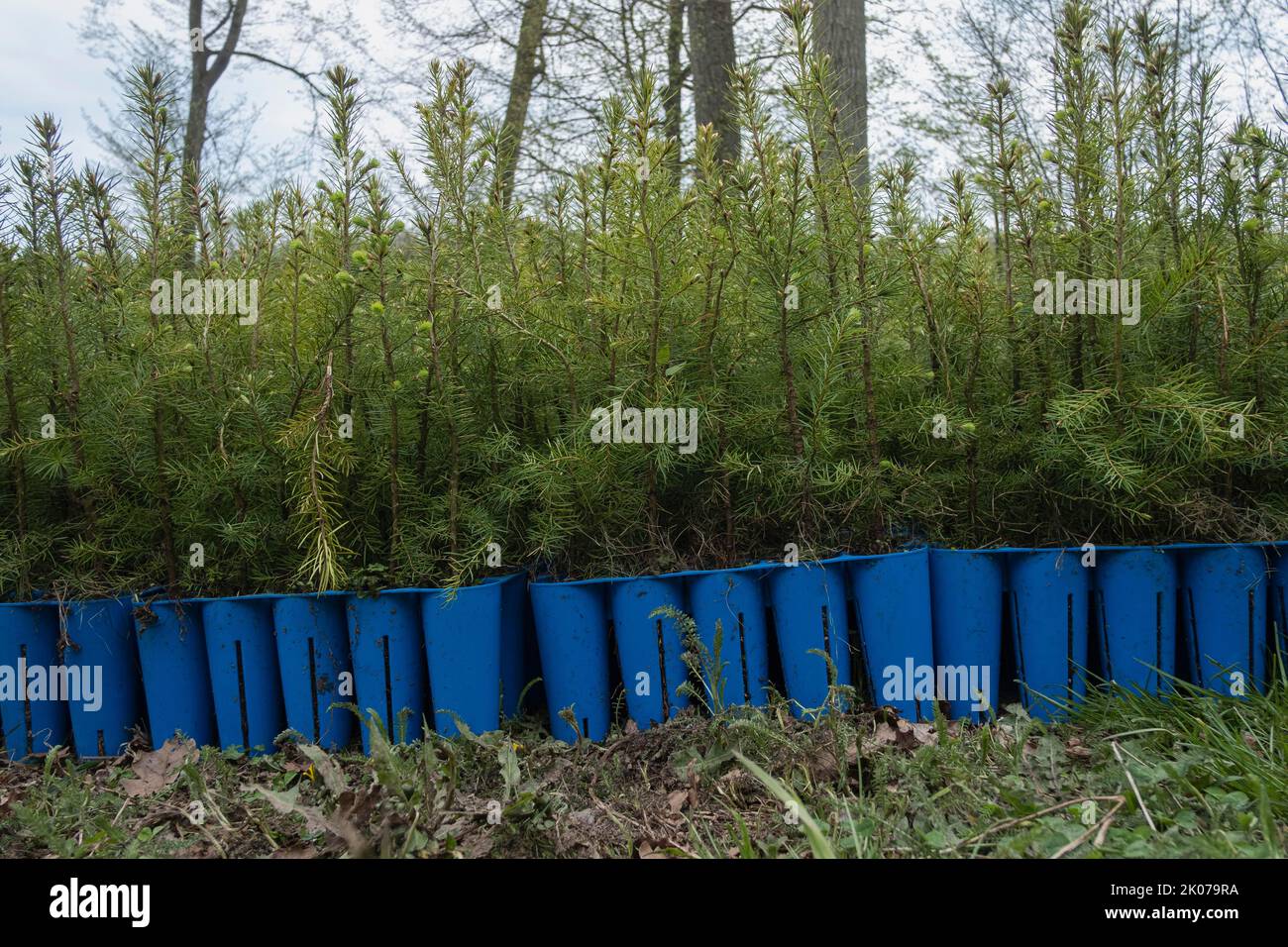 Pine seedlings for reforestation in the Hassberge mountains in Lower ...