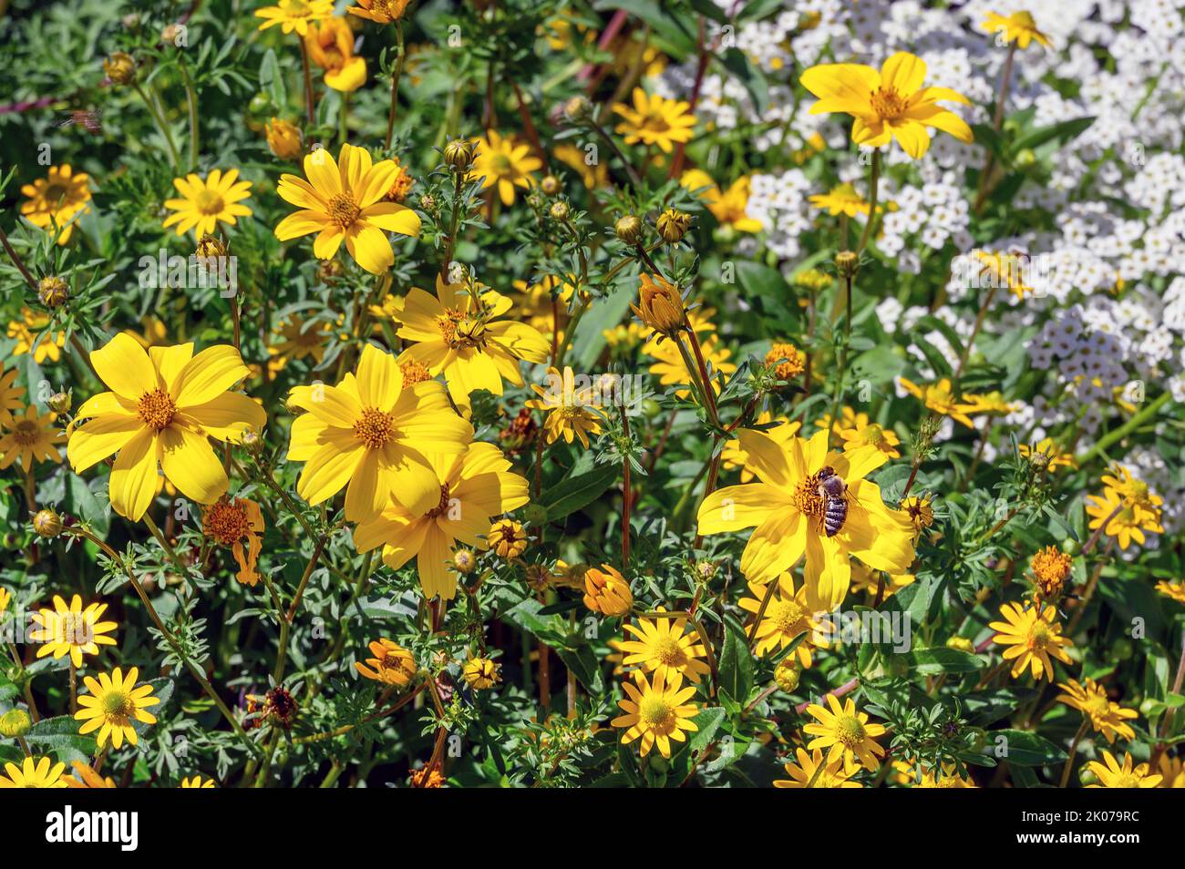 Yellow flowers with bee, sun eyes (Heliopsis), Allgaeu, Bavaria ...