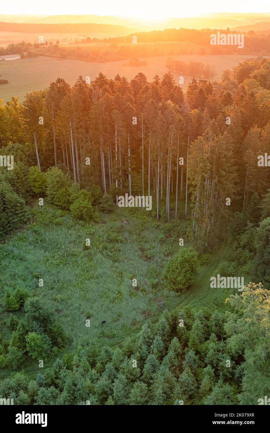 Forest at sunset, Gechingen, Germany Stock Photo - Alamy