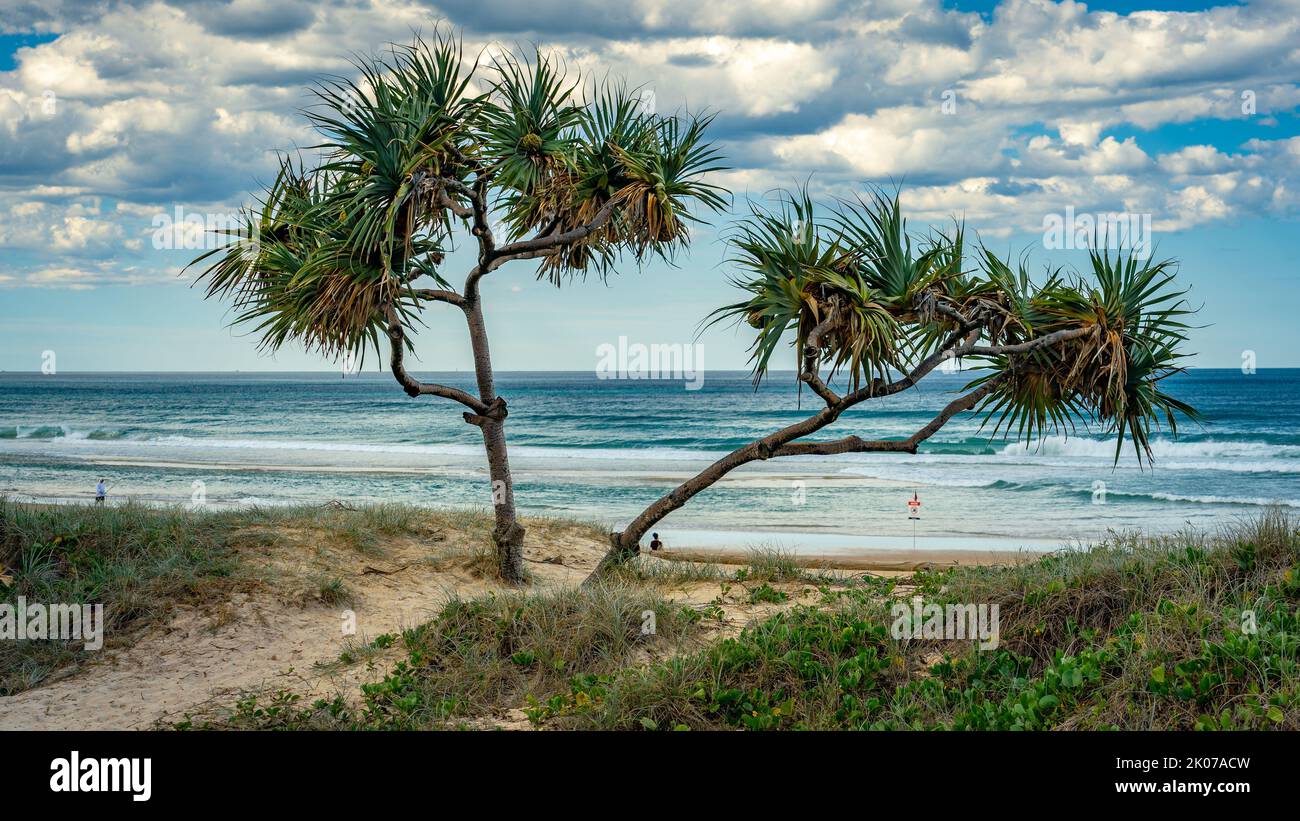 Beautiful coastal tree on the Gold Coast, Queensland, Australia Stock ...