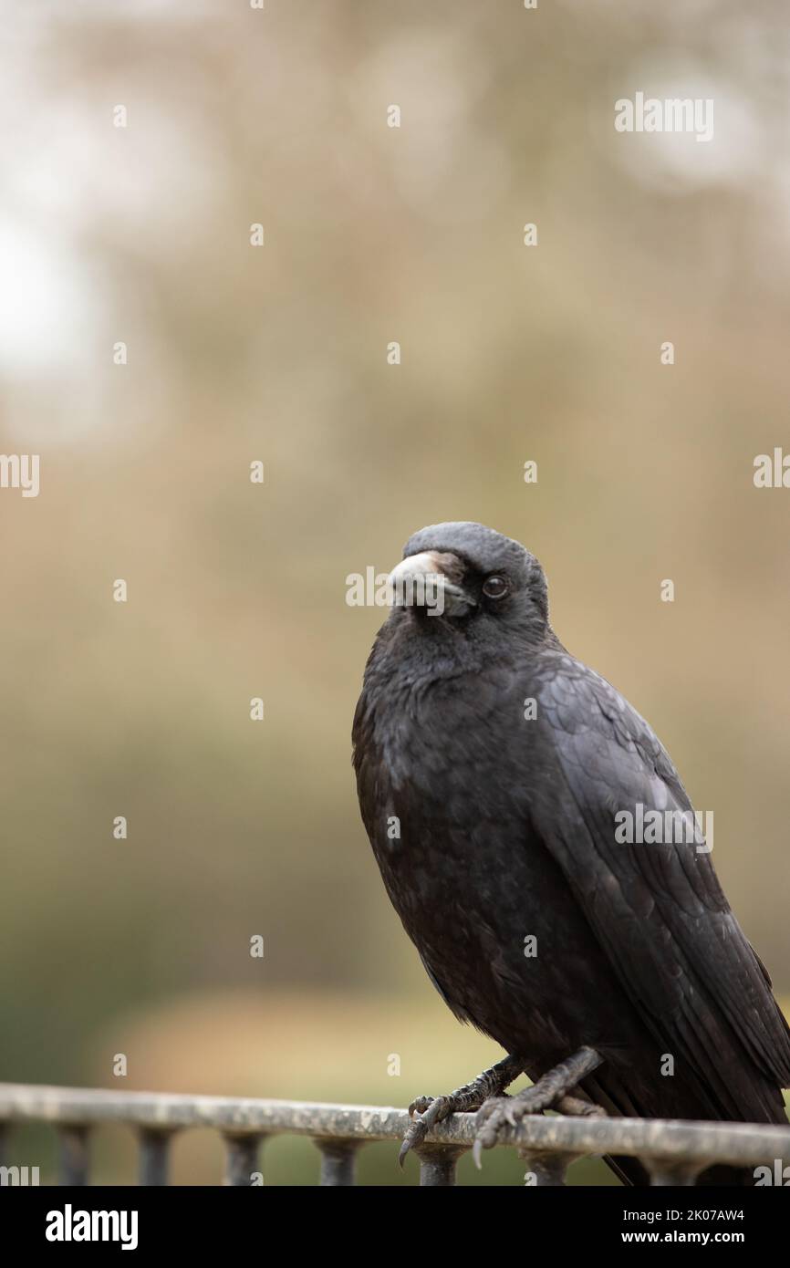 Black carrion crow, corvid, sits on metal fencing against a soft ...