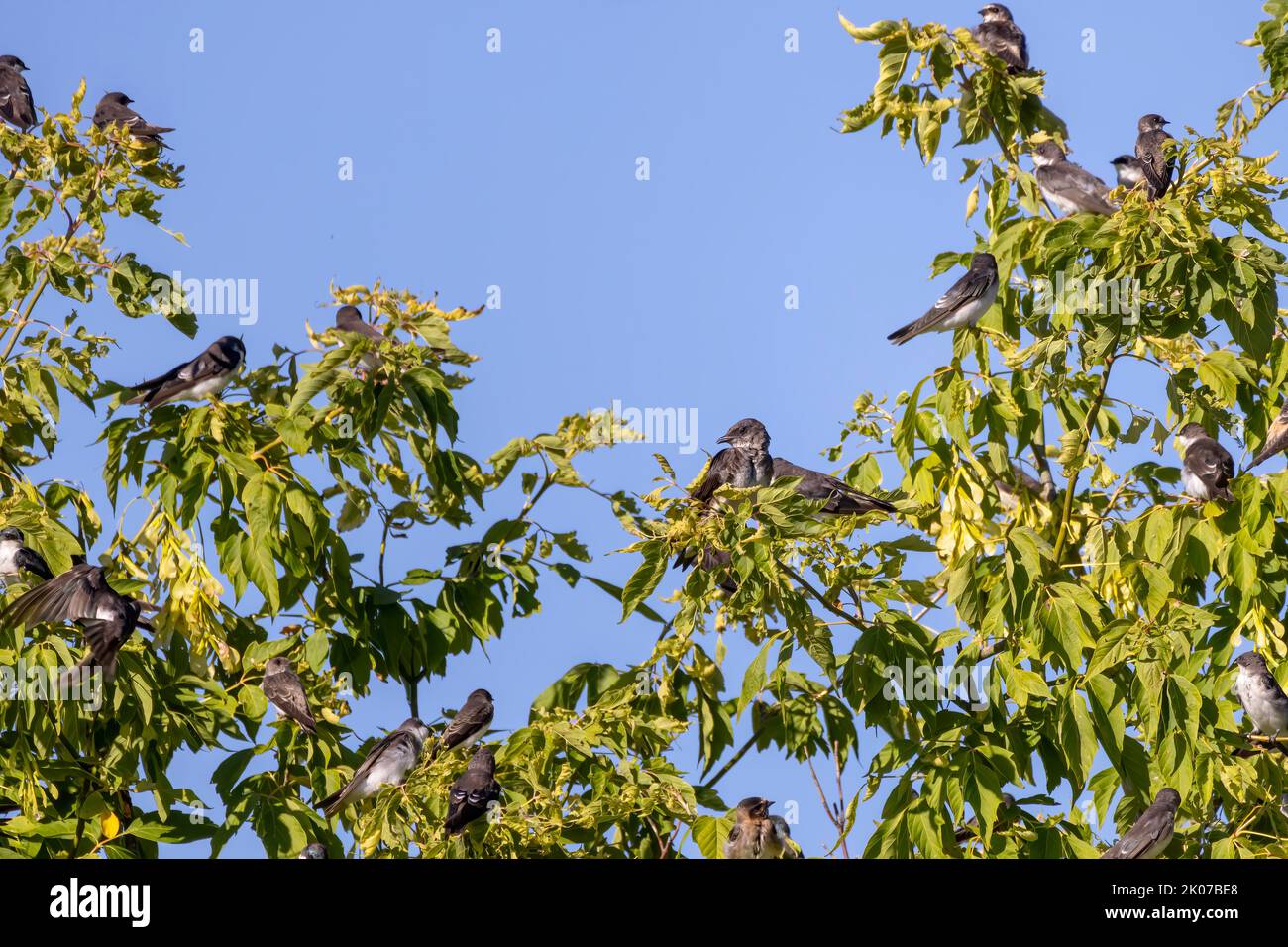 Purple Martin (progne subis) and Tree swallow (Tachycineta bicolor ...