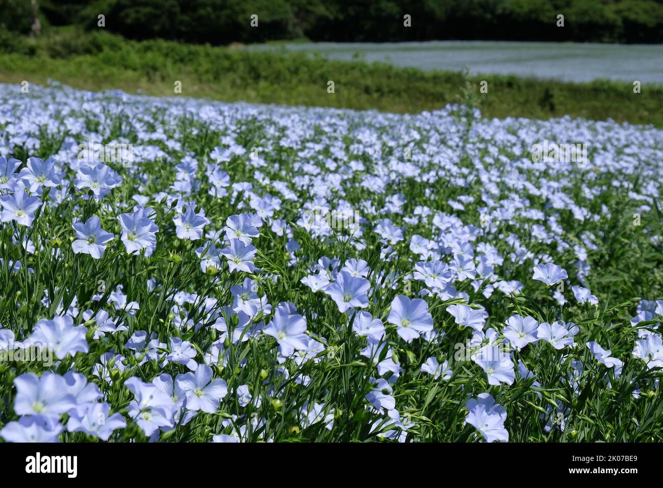 Blue flax flowering in the field, Surrey, UK Stock Photo - Alamy