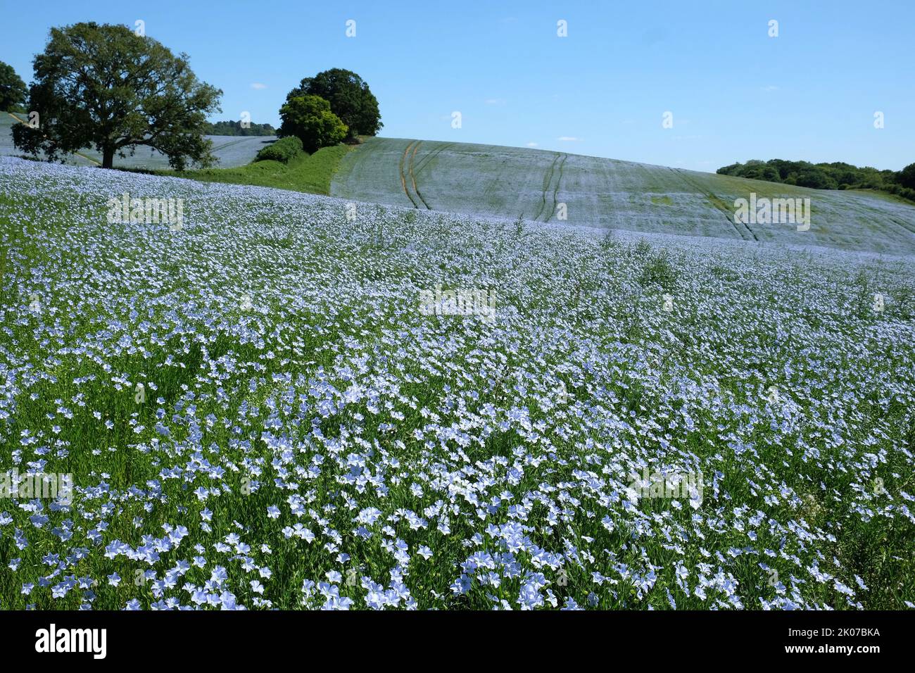 Blue flax flowering in the field, Surrey, UK Stock Photo - Alamy
