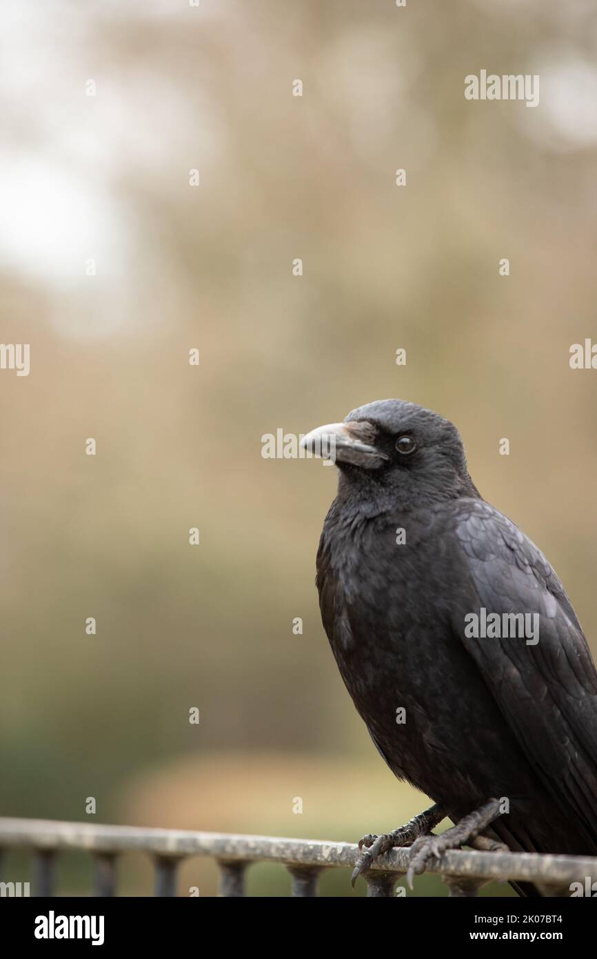 Black carrion crow, corvid, sits on metal fencing against a soft ...