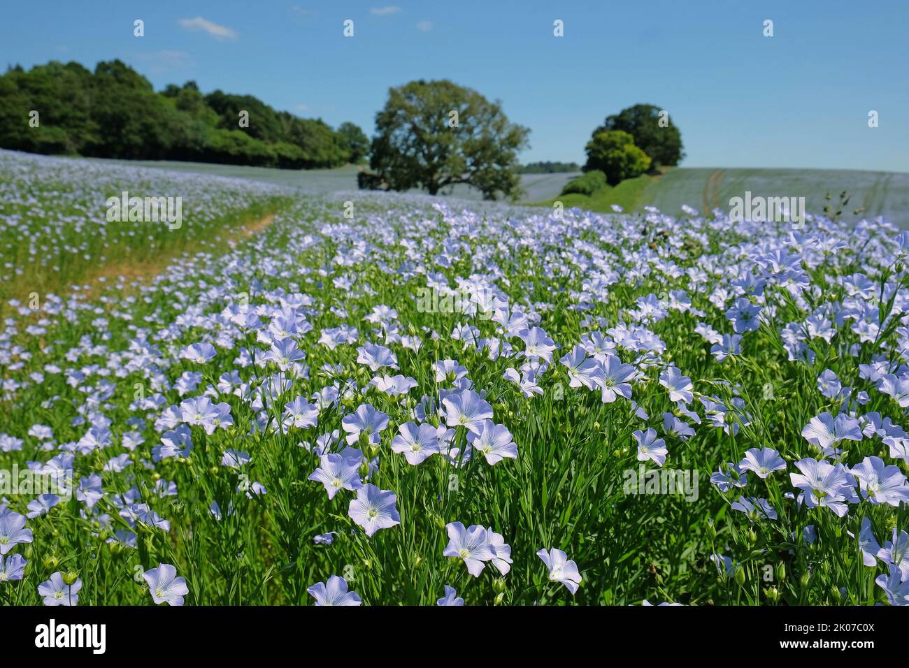Blue flax flowering in the field, Surrey, UK Stock Photo - Alamy
