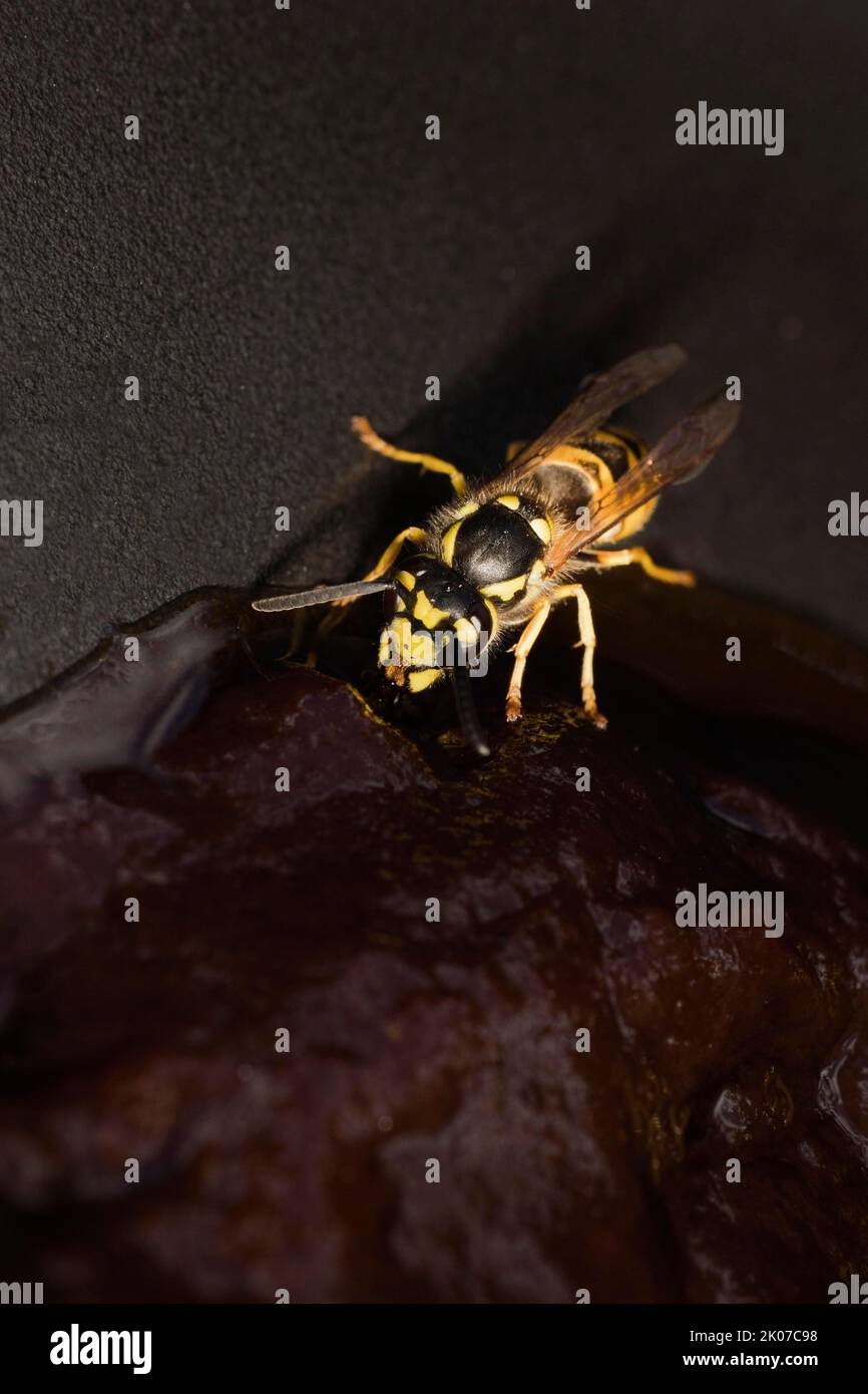 Wasps (Vespinae) eats plum jam, Berlin, Germany Stock Photo - Alamy