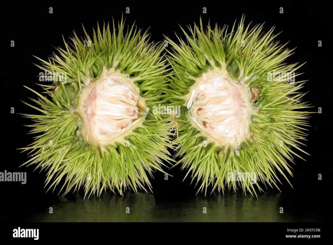 Black chestnut hi-res stock photography and images - Alamy