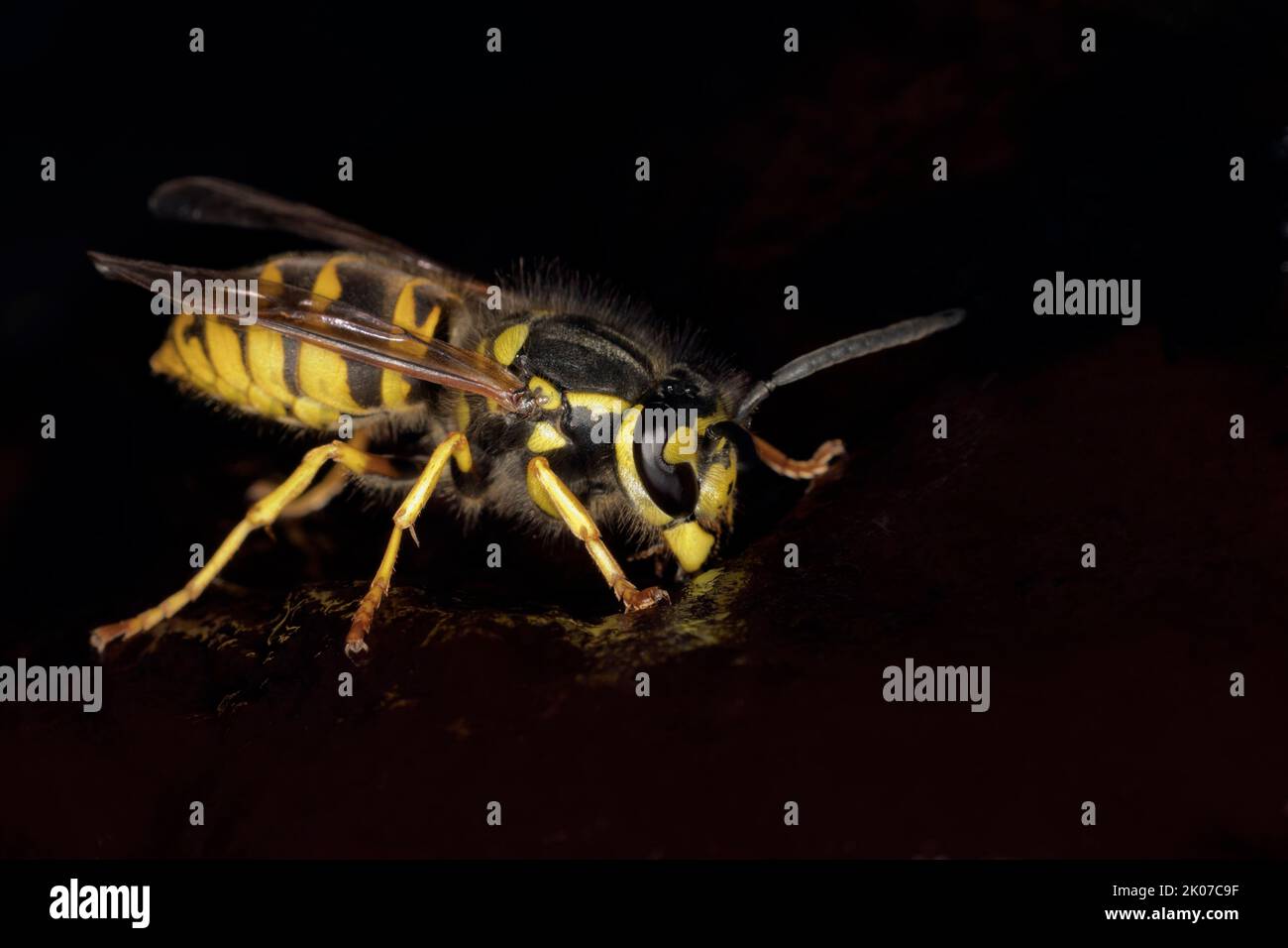 Wasps and jam hi-res stock photography and images - Alamy