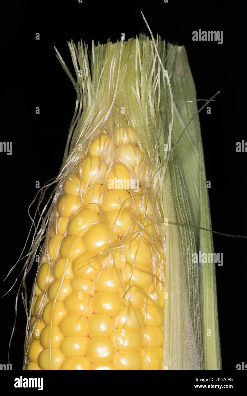 Corn (Zea mays), corn corn cob with husk and corn beard, food ...