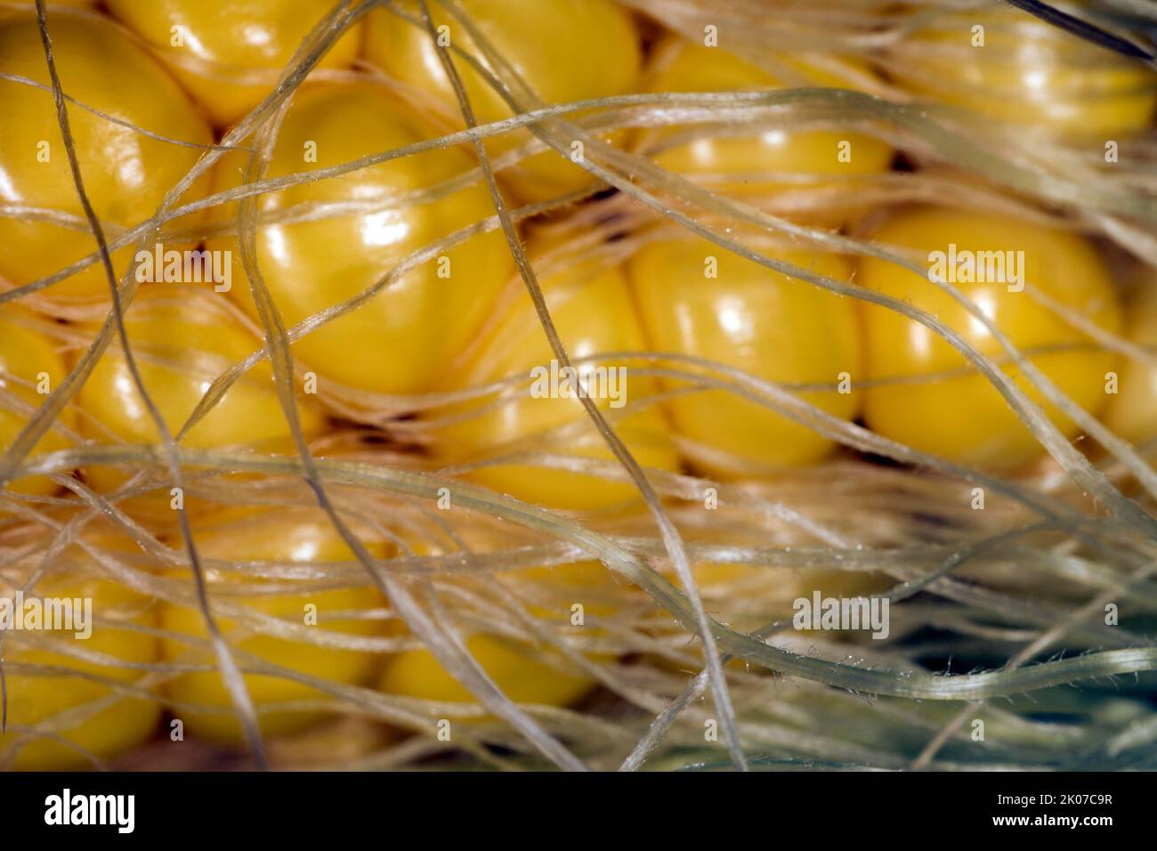 Corn (Zea mays), corn on the corn cob with corn beard, food photography ...