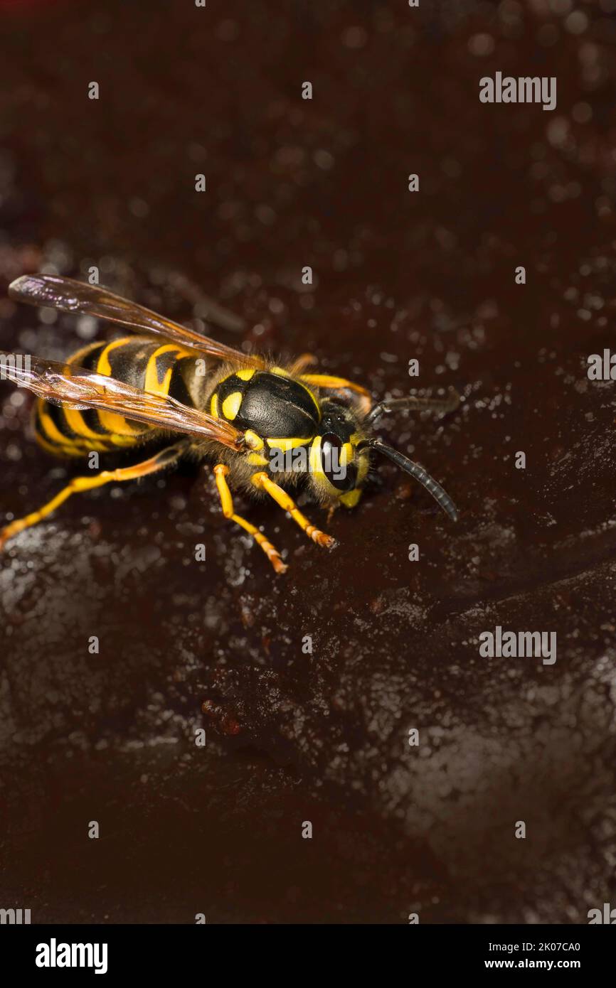 Wasps and jam hi-res stock photography and images - Alamy