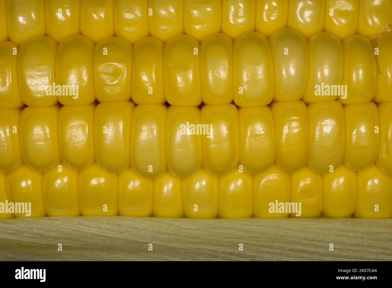 Corn (Zea mays), corn on the corn cob, food photography with black ...