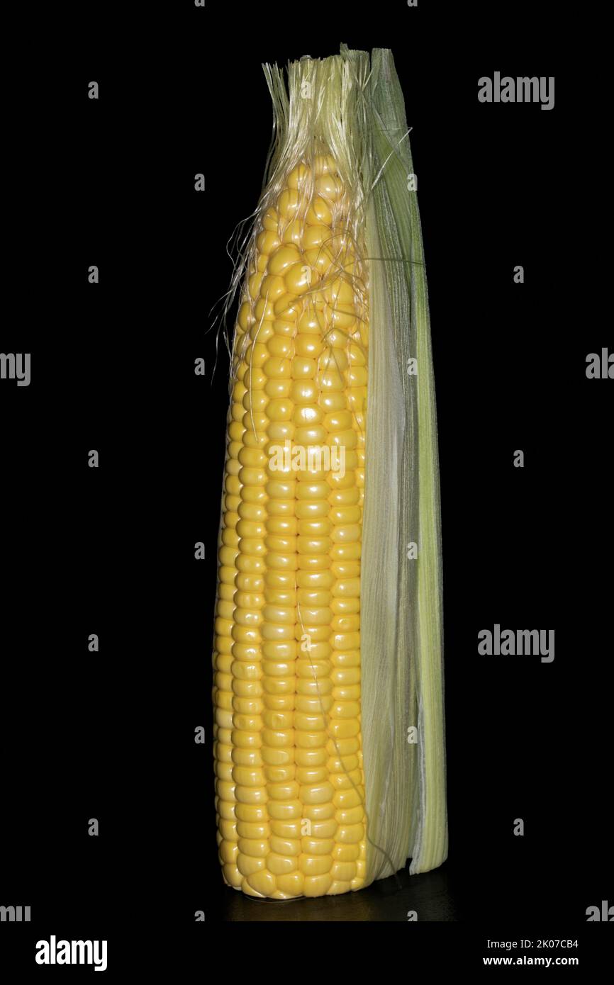 Corn (Zea mays), corn corn cob with husk and corn beard, food ...