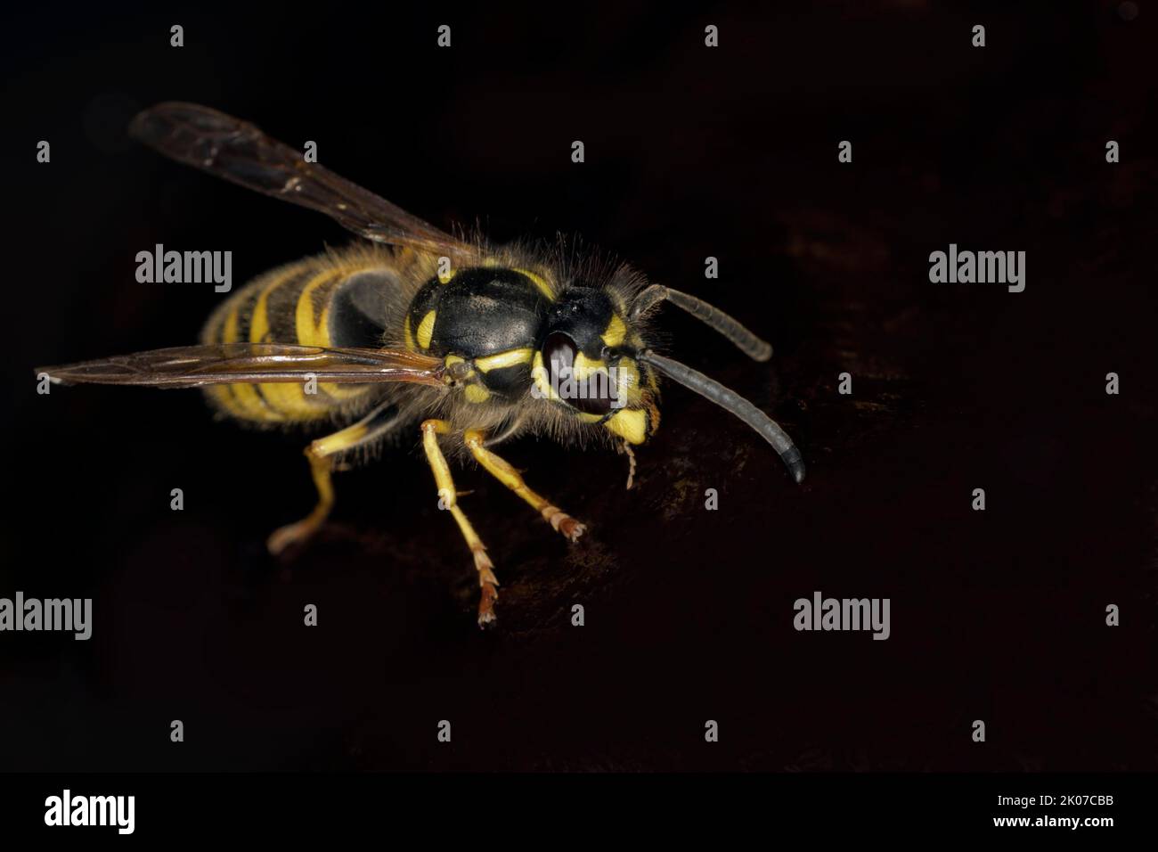 Wasps and jam hi-res stock photography and images - Alamy