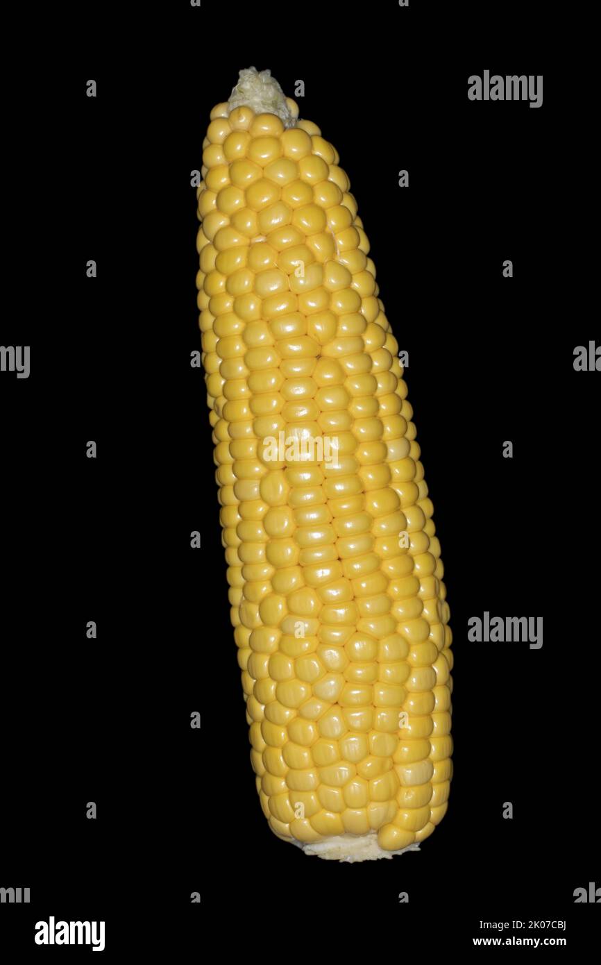 Corn (Zea mays), corn on the corn cob, food photography with black ...