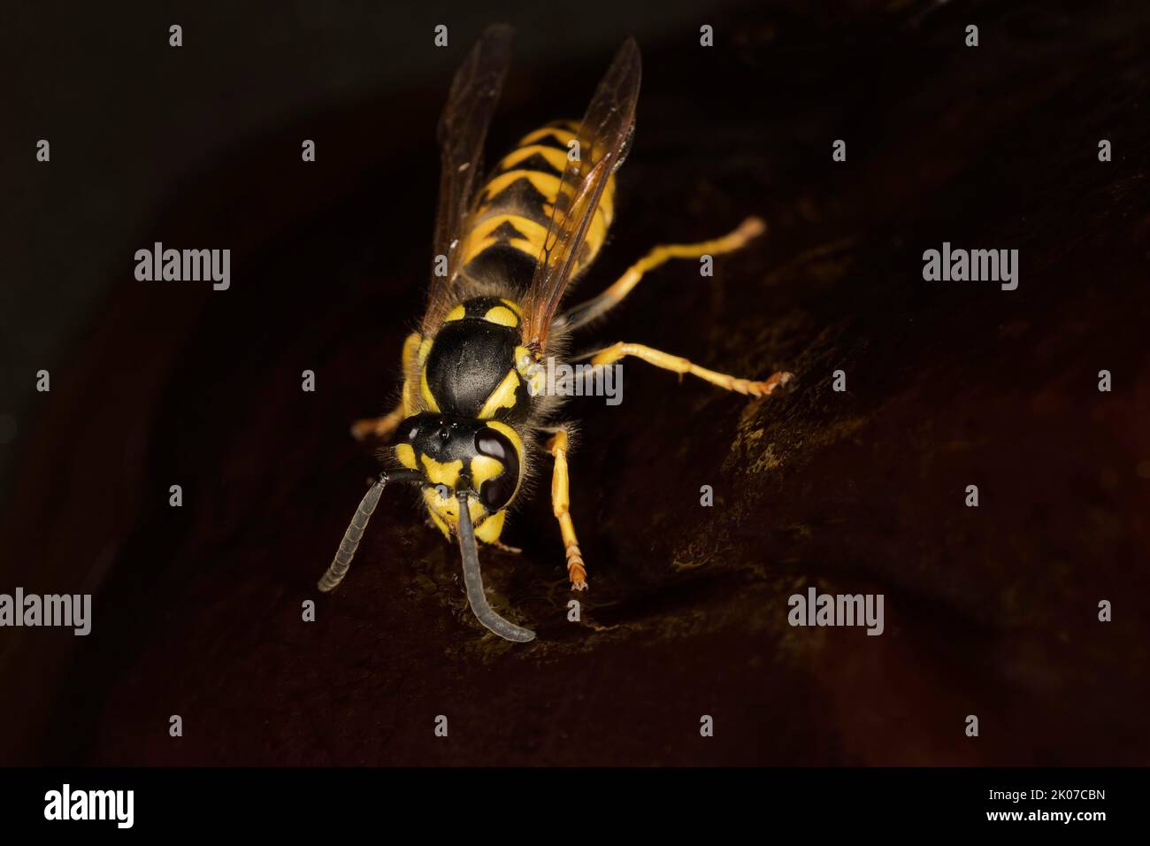 Wasps (Vespinae) eats plum jam, Berlin, Germany Stock Photo - Alamy