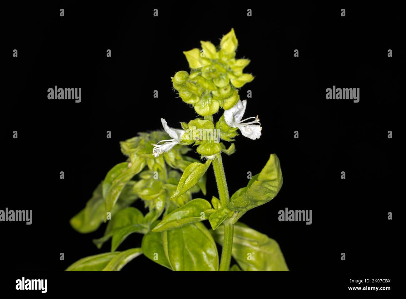 Plant studio hi-res stock photography and images - Alamy
