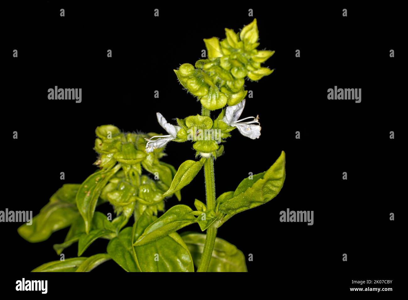 Inflorescence of a basil plant, studio photography with black ...
