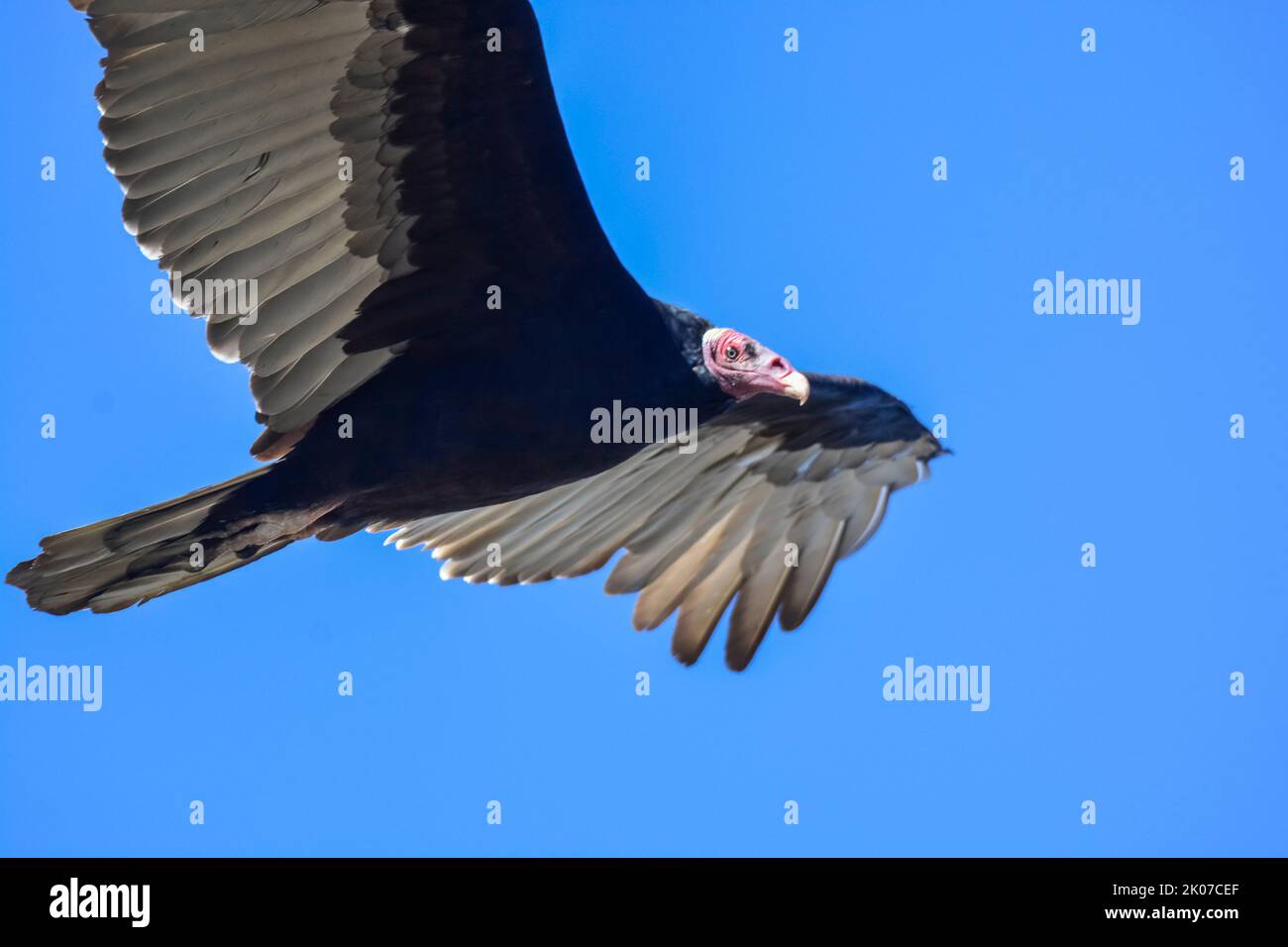 Lesser yellow haeded vulture.Patagonia Argentina Stock Photo - Alamy