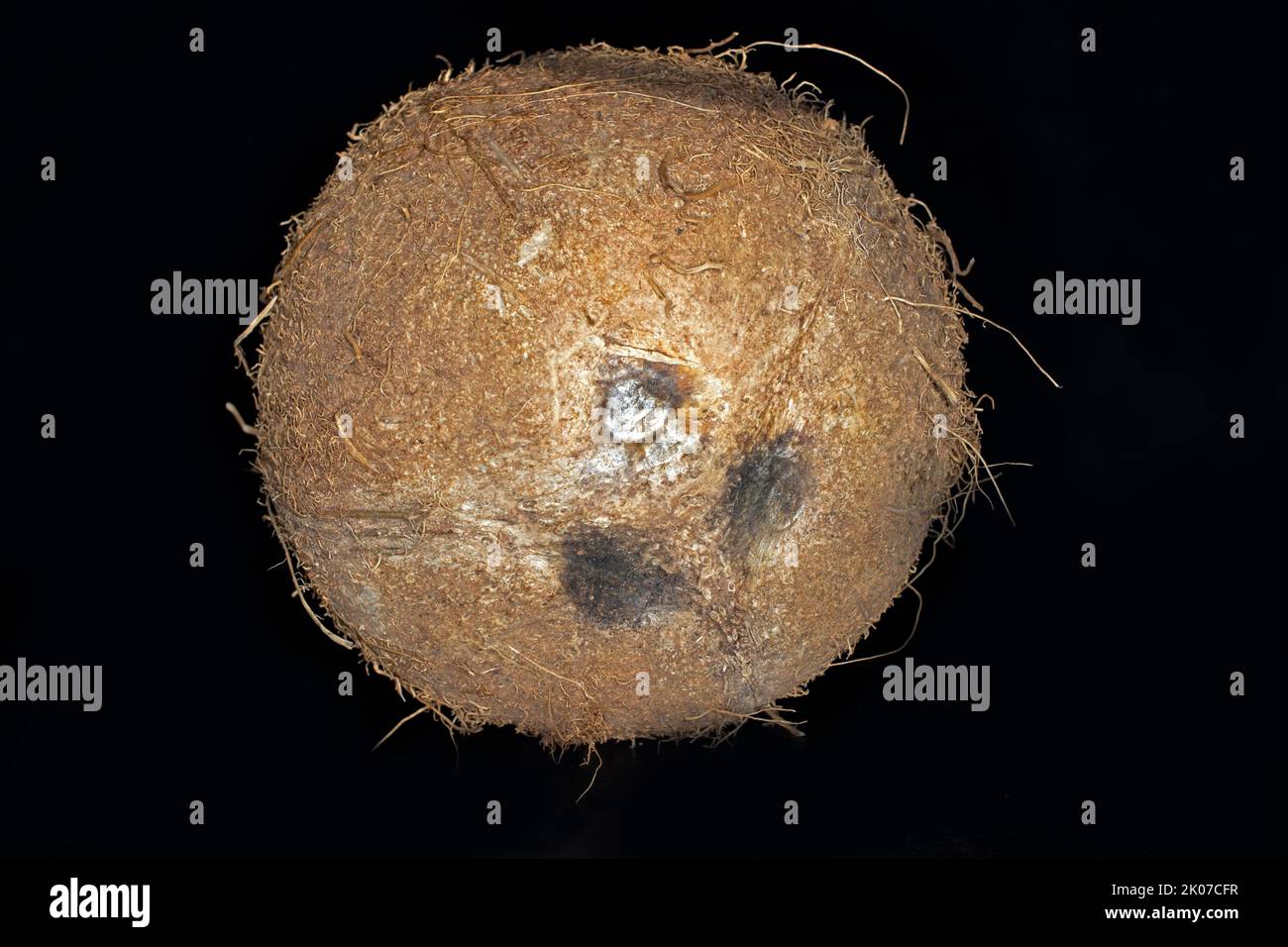 Whole unopened coconut palm (Cocos nucifera), food photography, with ...