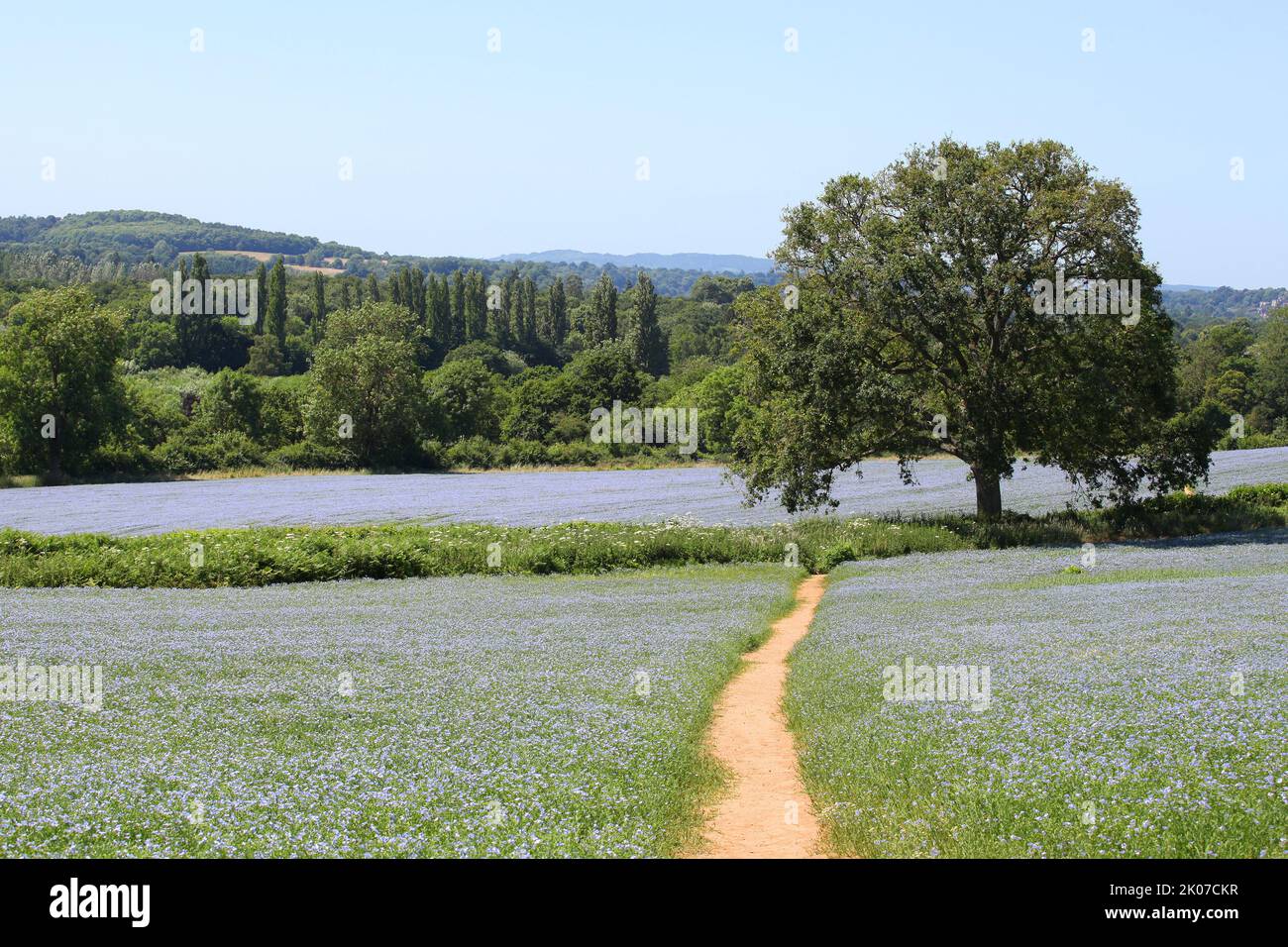 Blue flax flowering in the field, Surrey, UK Stock Photo - Alamy