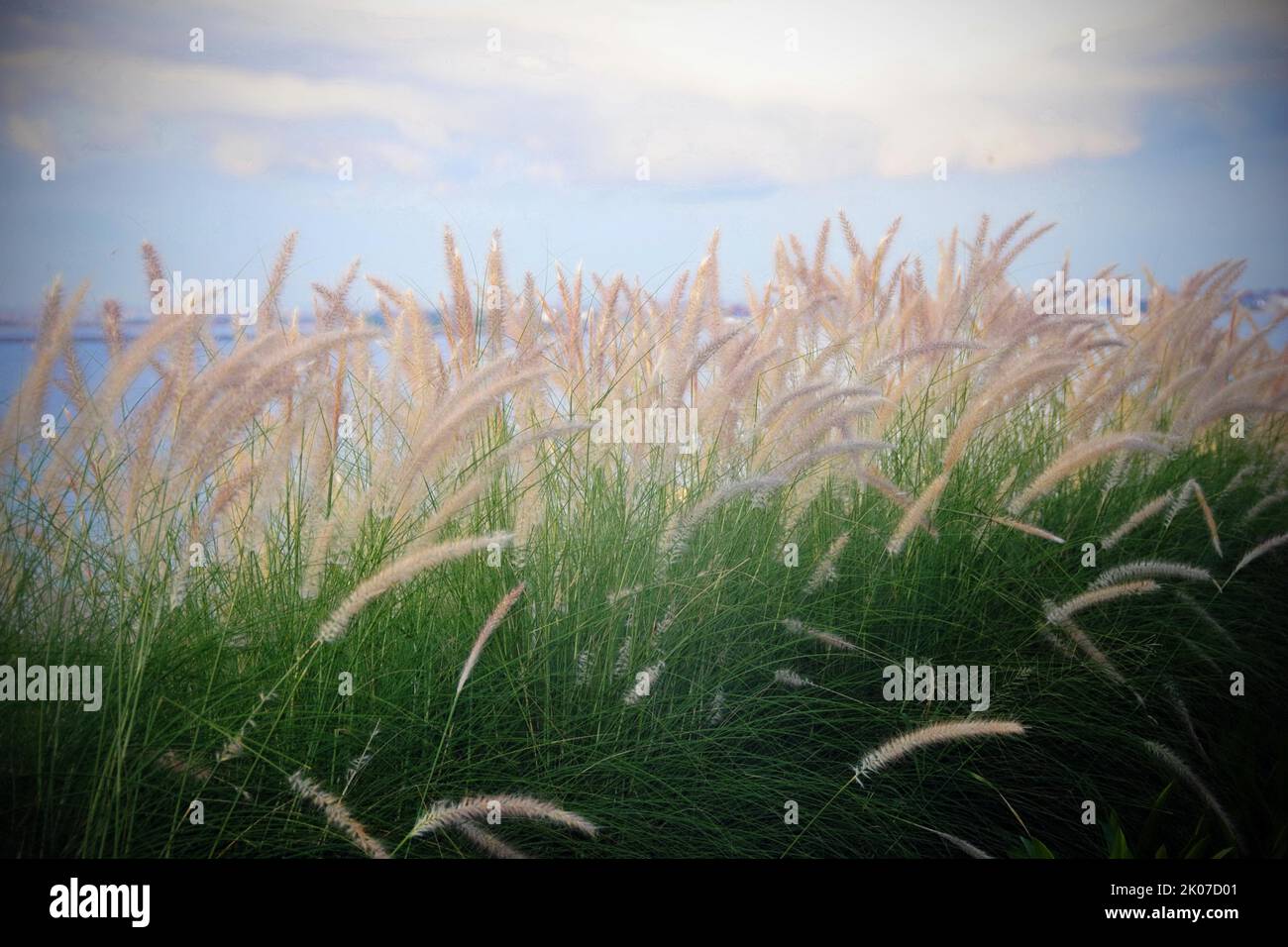 Grass in indonesia hi-res stock photography and images - Alamy
