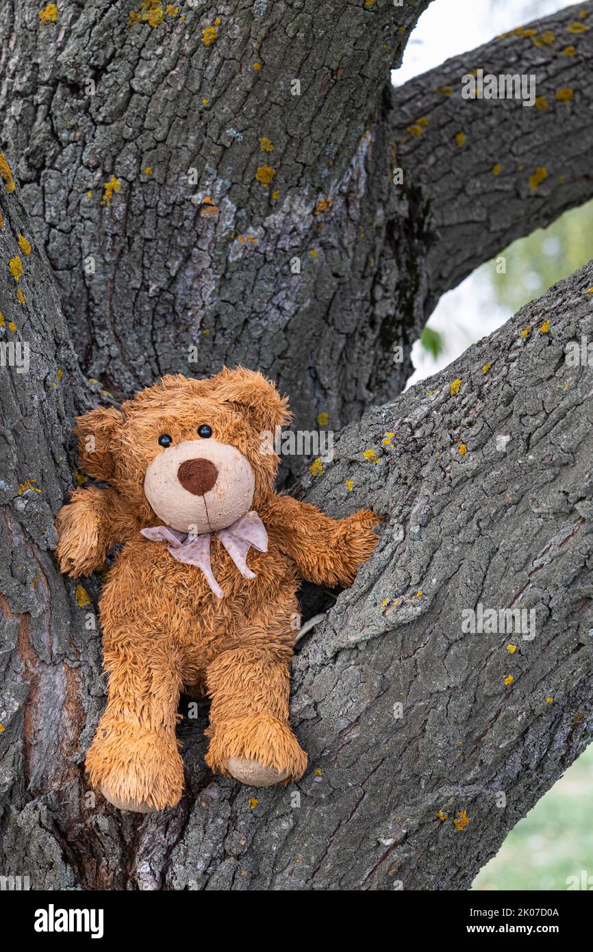 soft toy bear sitting on a tree. Bear sits on a tree. baby bear toy ...