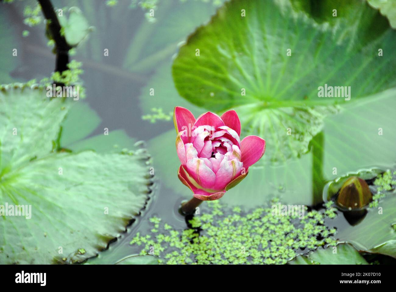 Opening lotus flower hi-res stock photography and images - Alamy