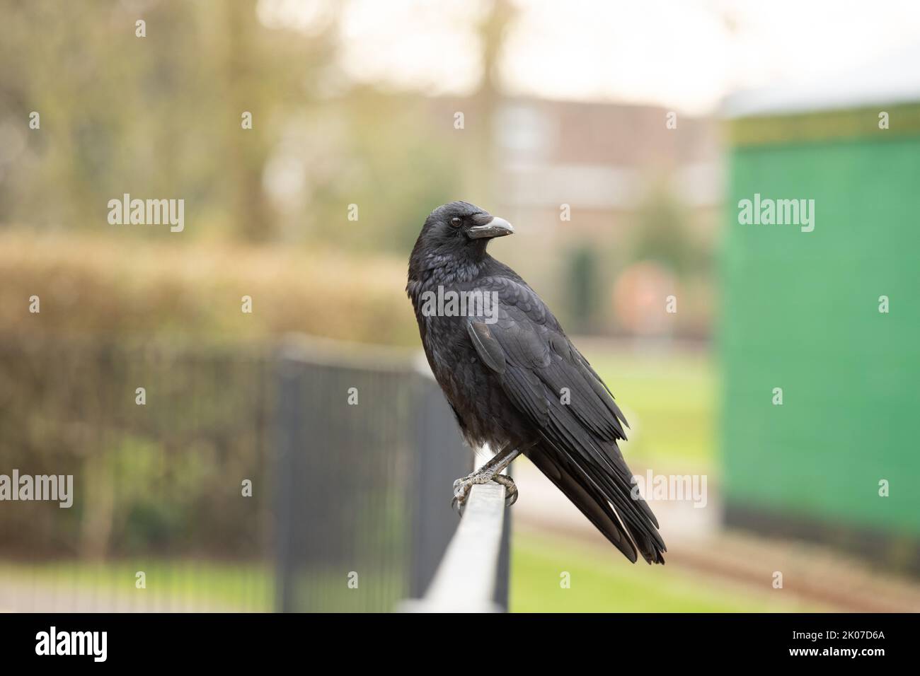 Black carrion crow, corvid, sits on metal fencing against a soft ...