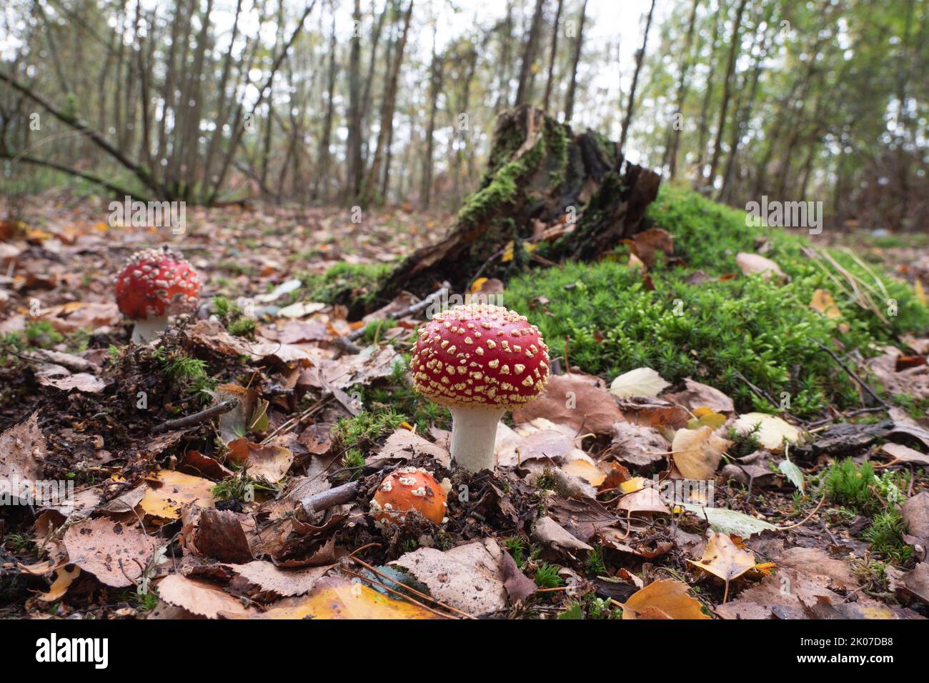 Red fungis hi-res stock photography and images - Alamy
