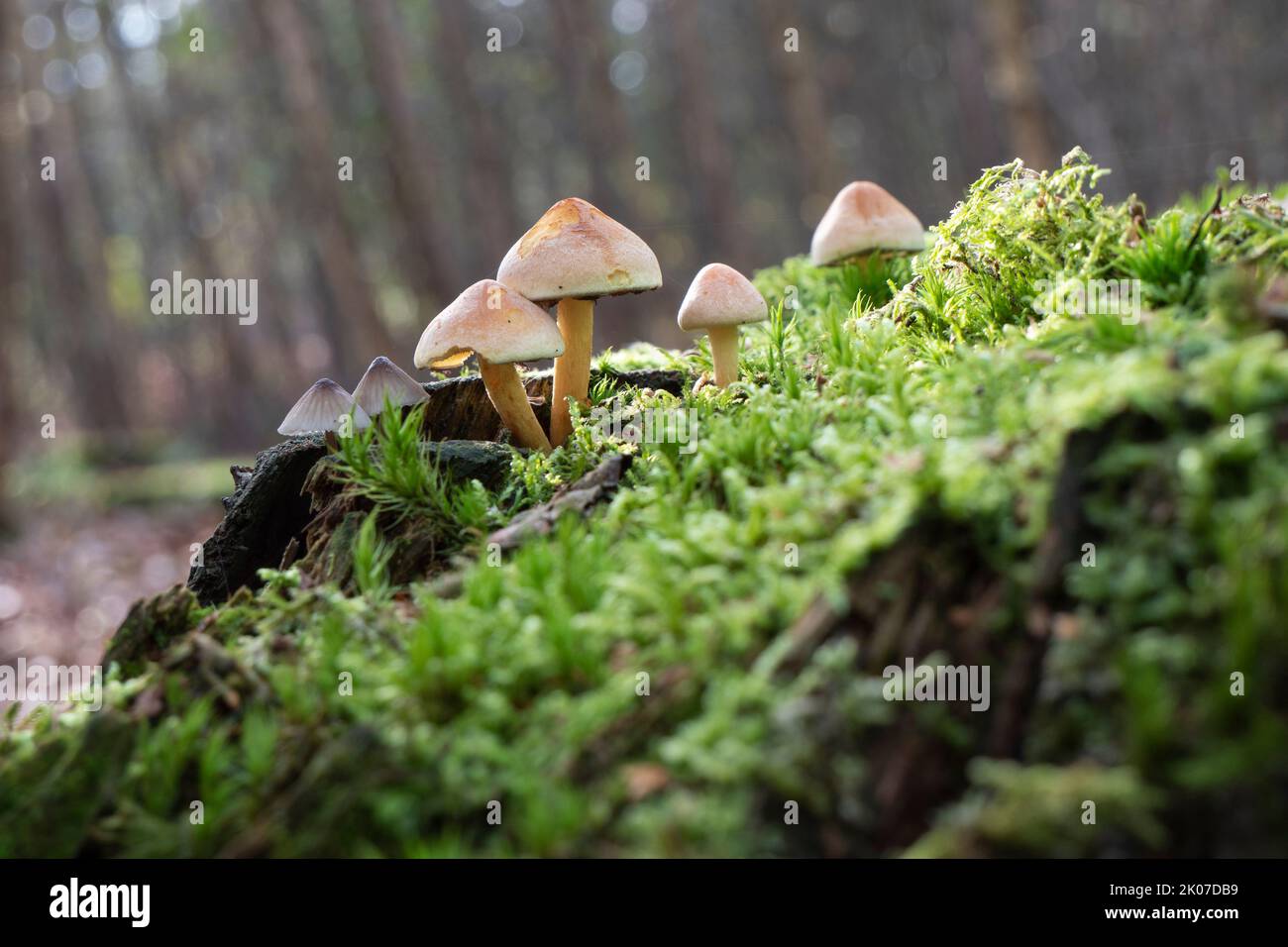 Common sulfur head hi-res stock photography and images - Alamy