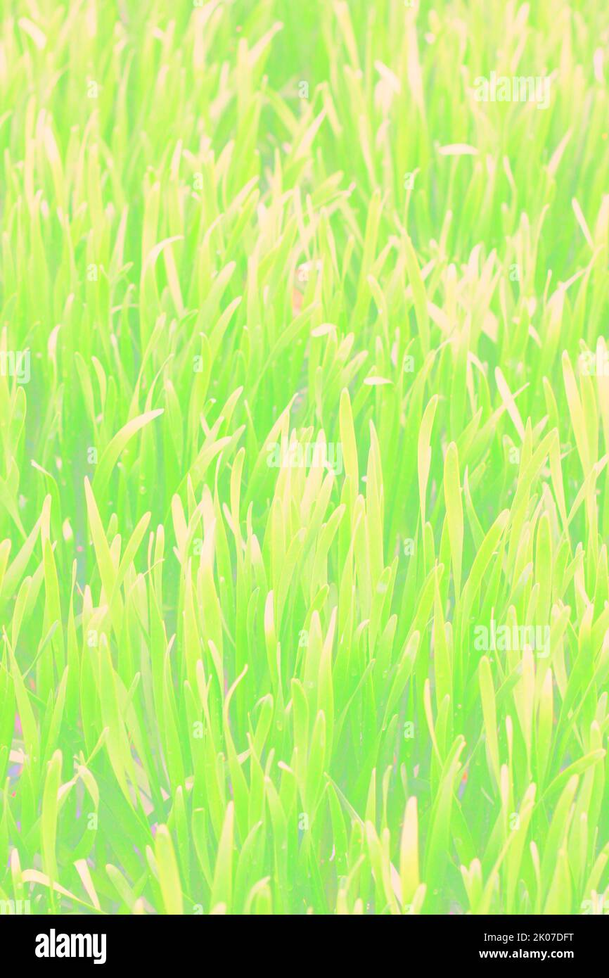 Full frame of leafy summer grass growing in the meadow in a bright ...
